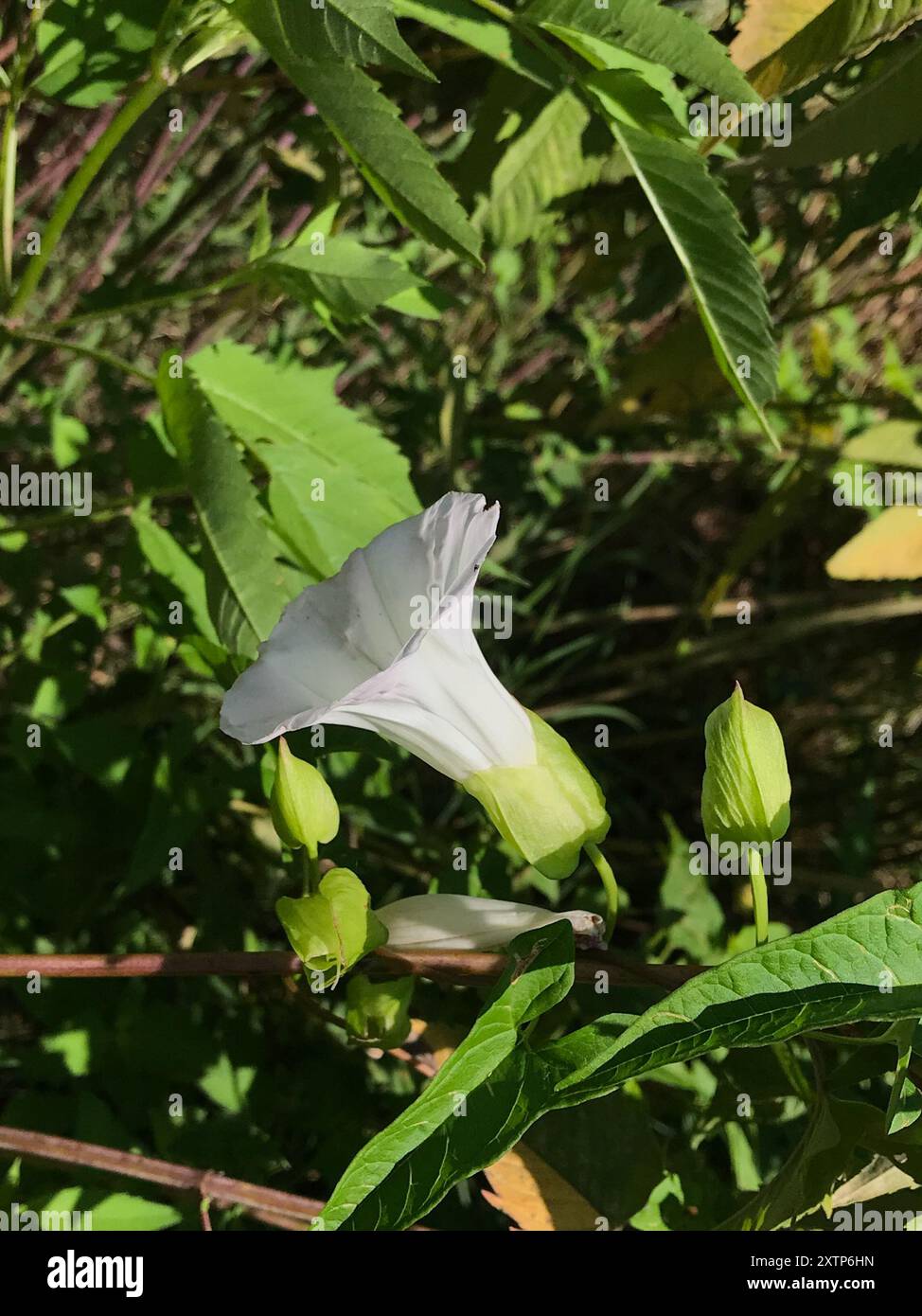 large bindweed (Calystegia silvatica) Plantae Stock Photo - Alamy