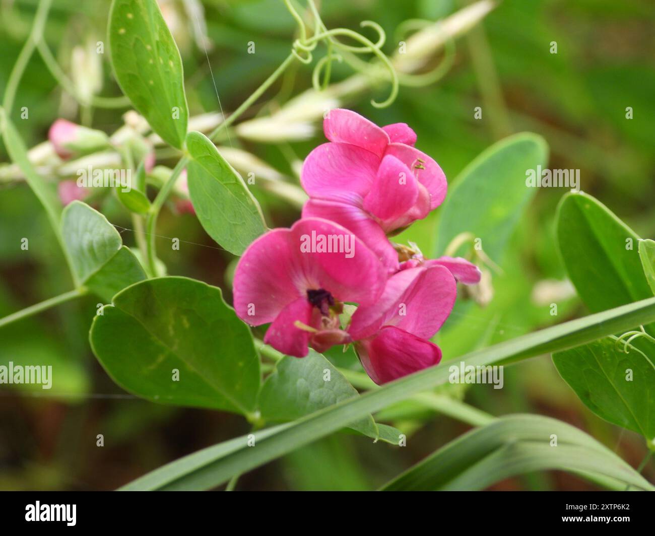 tuberous pea (Lathyrus tuberosus) Plantae Stock Photo - Alamy