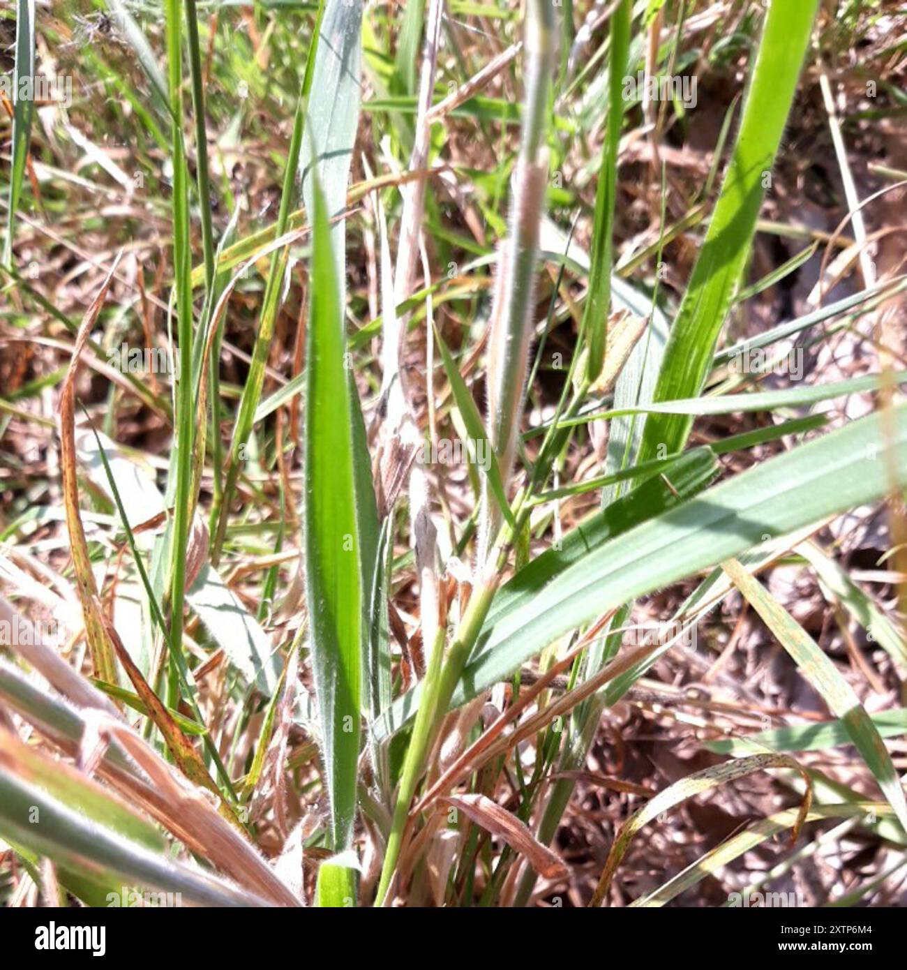Yorkshire fog (Holcus lanatus) Plantae Stock Photo - Alamy