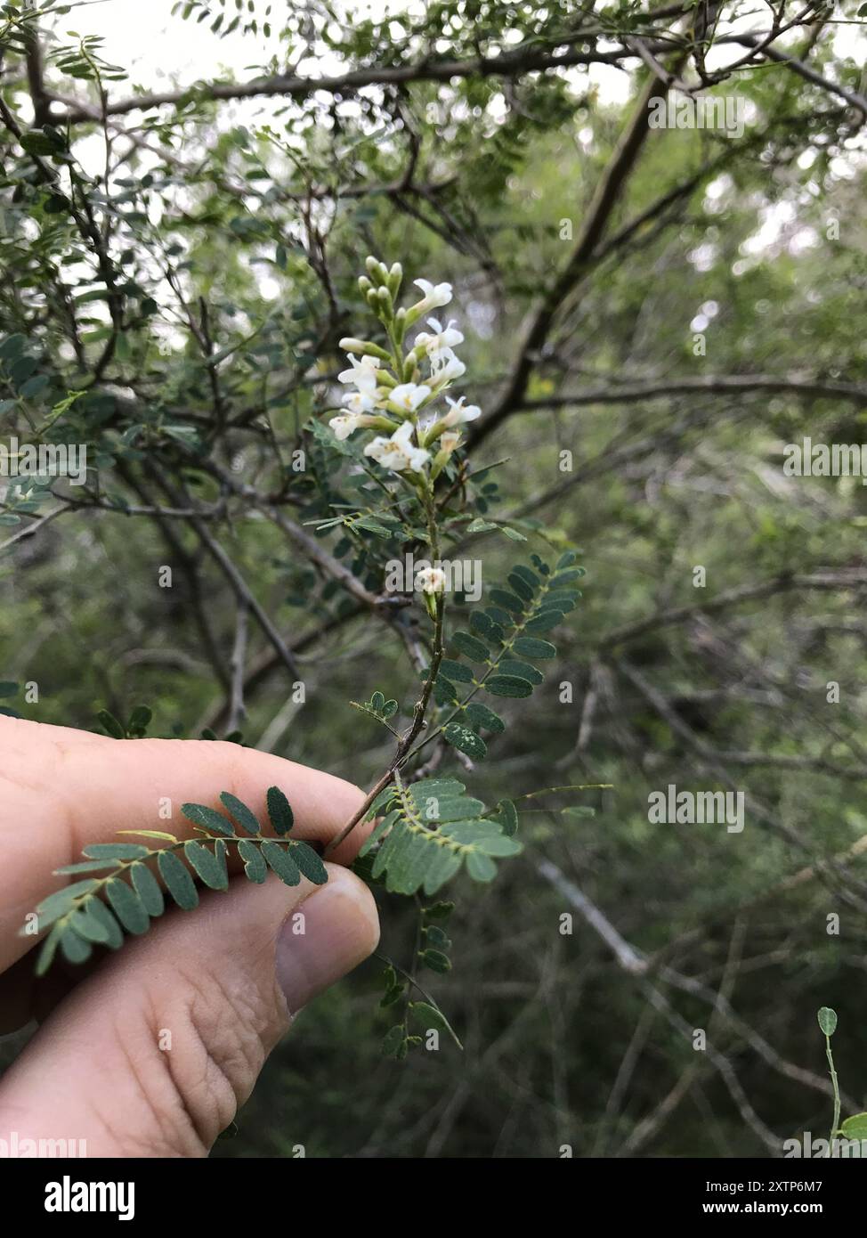 Texas Kidneywood (Eysenhardtia texana) Plantae Stock Photo - Alamy