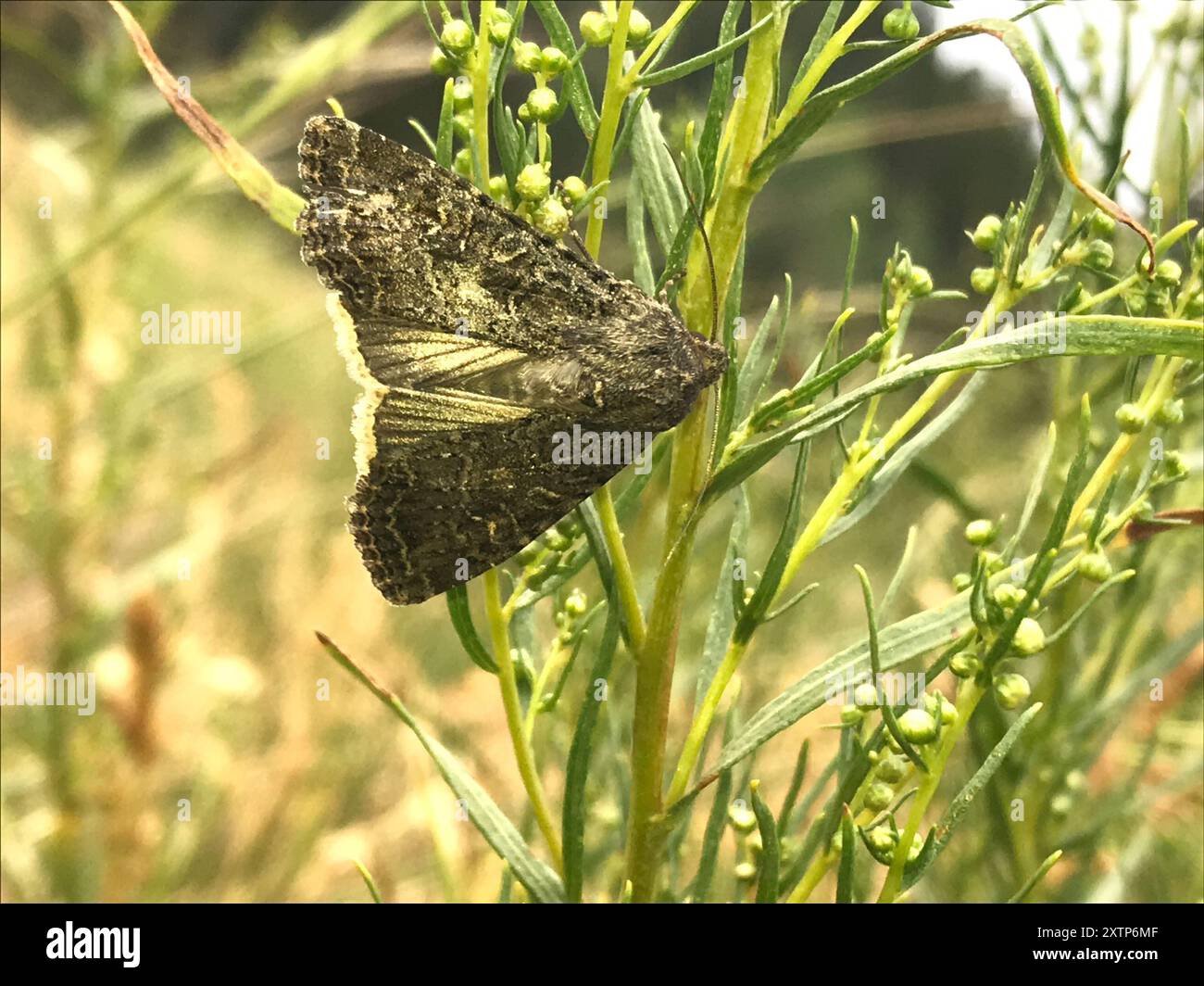 Glassy Cutworm Moth (Apamea devastator) Insecta Stock Photo - Alamy