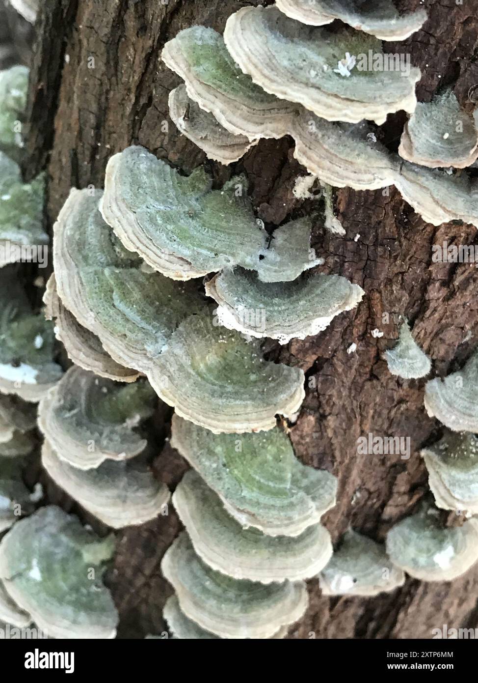 bracket fungi (Polyporaceae) Fungi Stock Photo - Alamy