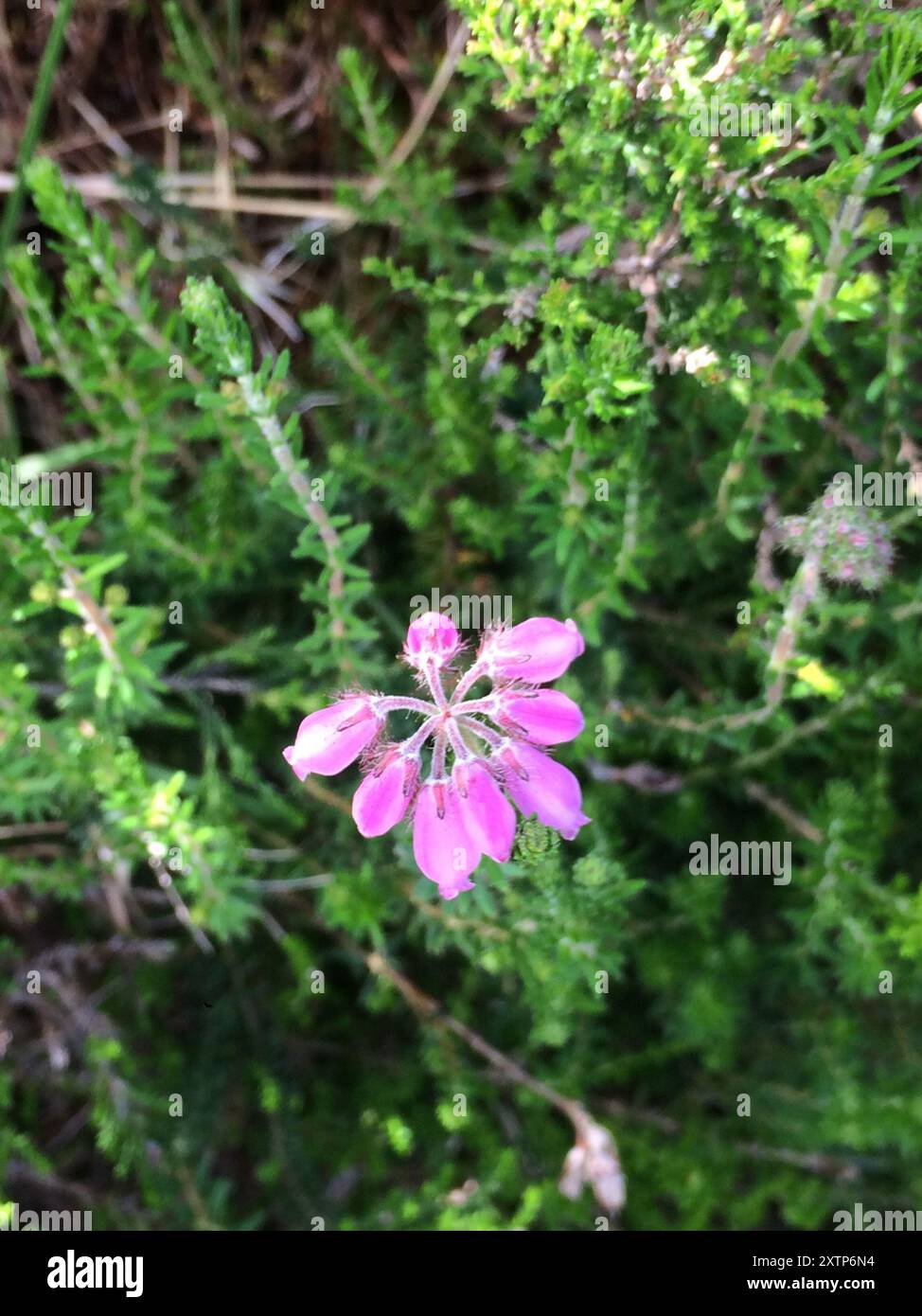 Cross-leaved Heath (Erica tetralix) Plantae Stock Photo - Alamy