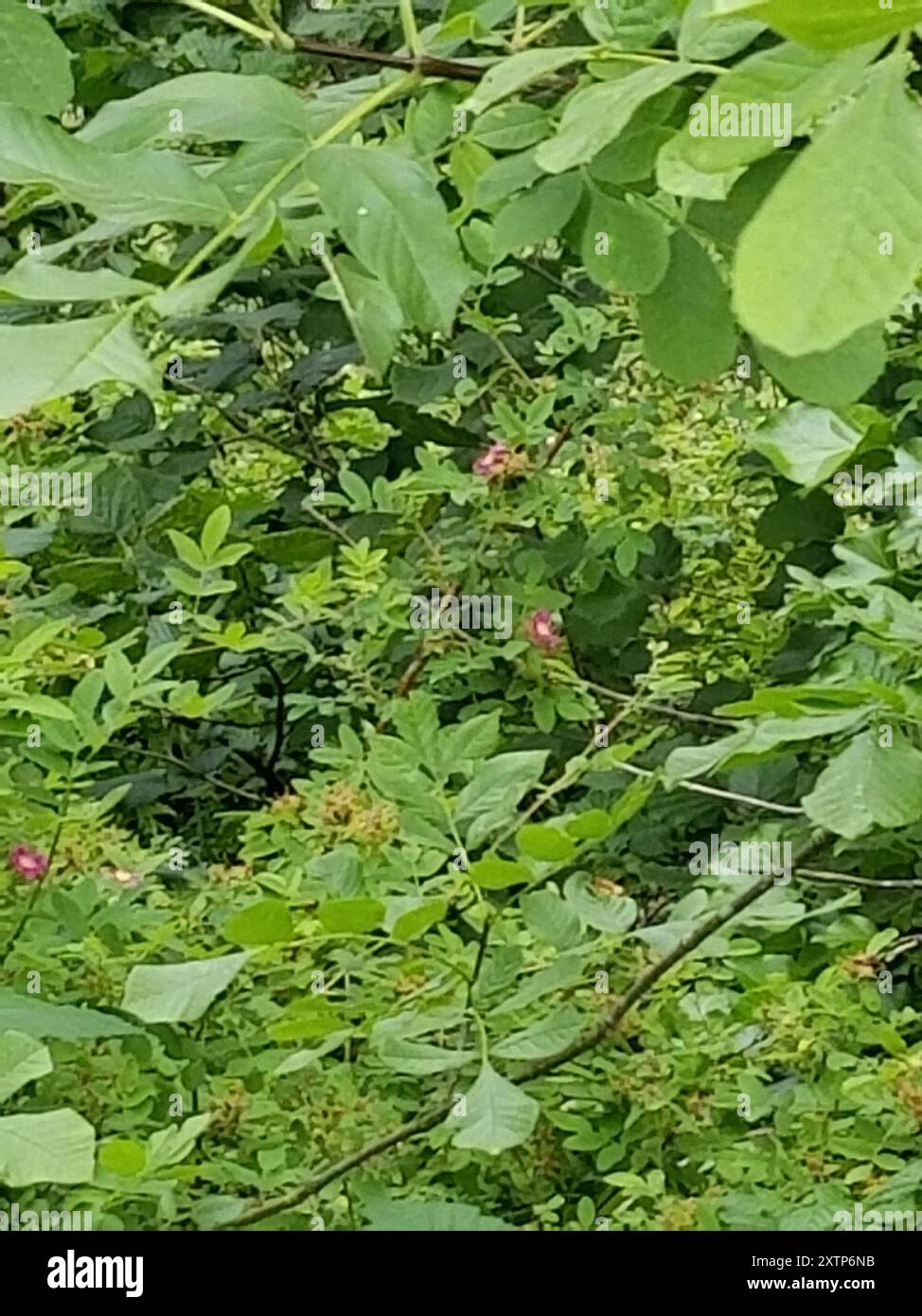 Nootka rose (Rosa nutkana) Plantae Stock Photo - Alamy
