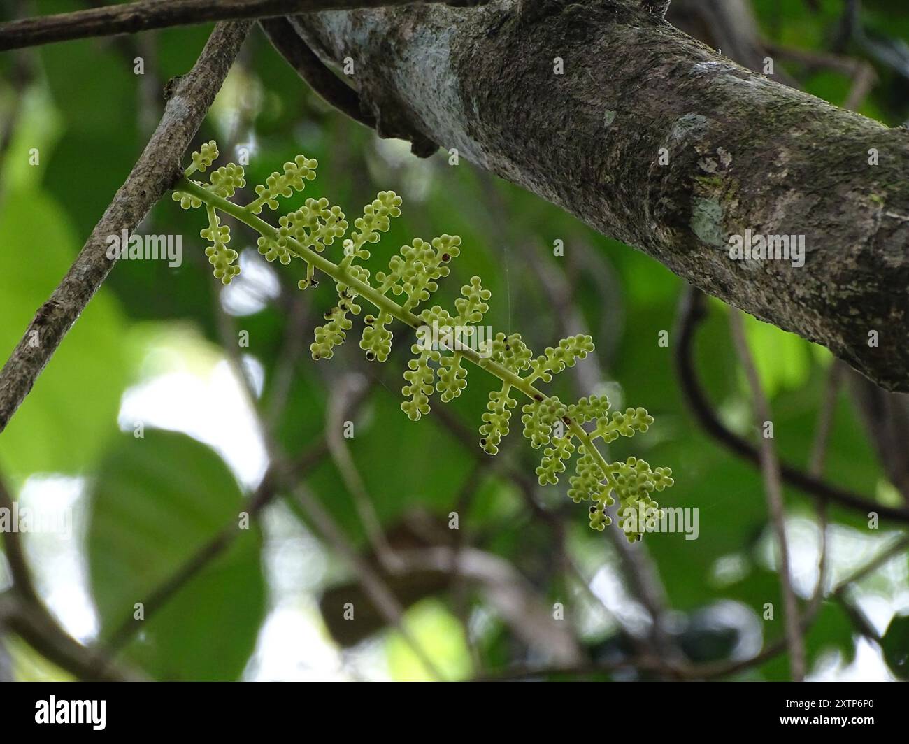 Anamirta hi-res stock photography and images - Alamy