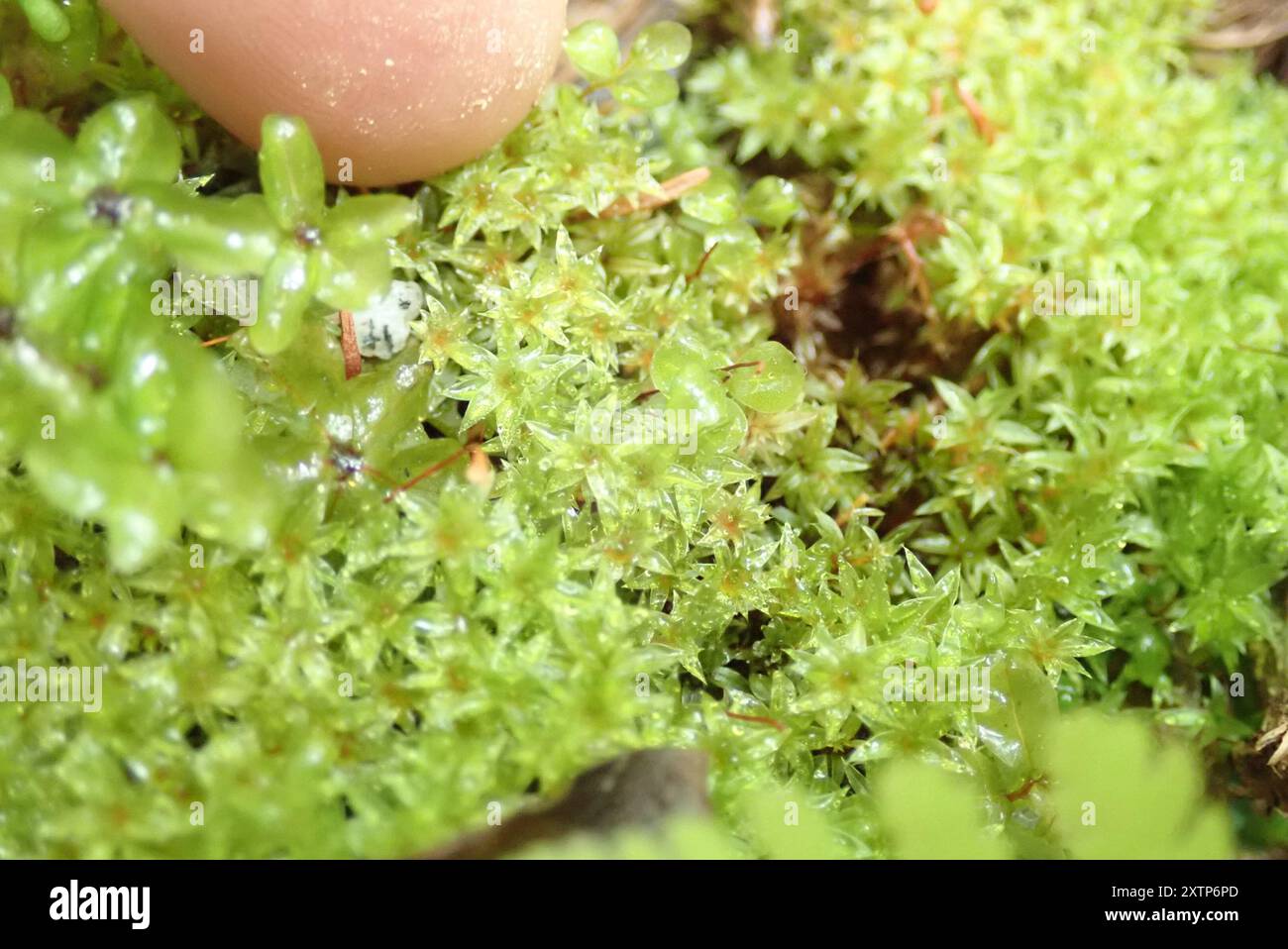 Long-leaved Thread Moss (Ptychostomum pseudotriquetrum) Plantae Stock ...