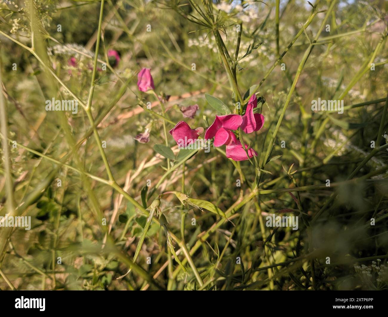 tuberous pea (Lathyrus tuberosus) Plantae Stock Photo - Alamy