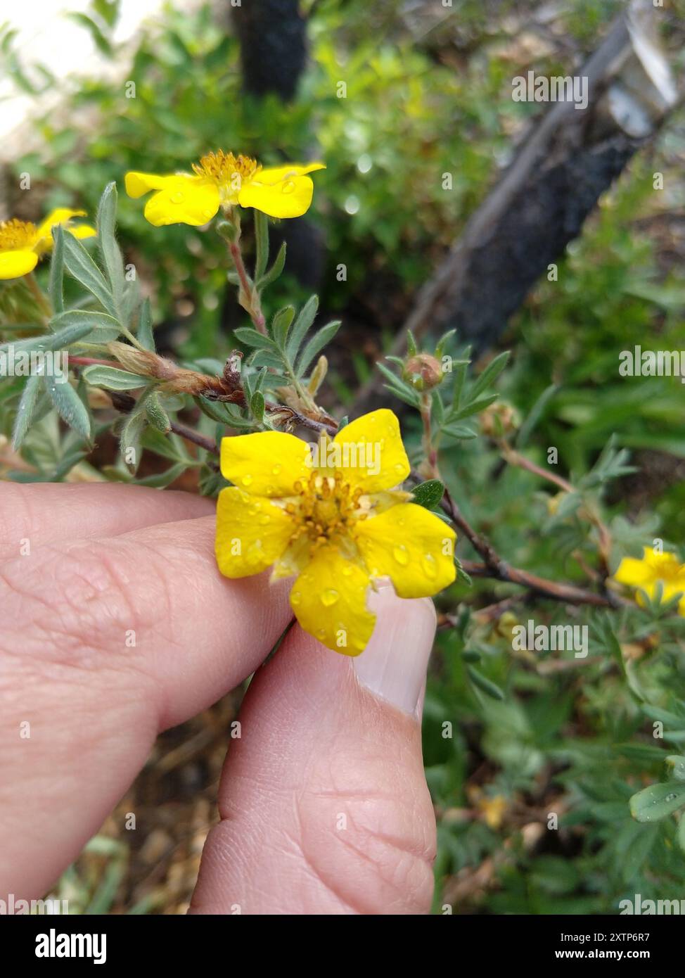 shrubby cinquefoil (Dasiphora fruticosa) Plantae Stock Photo - Alamy