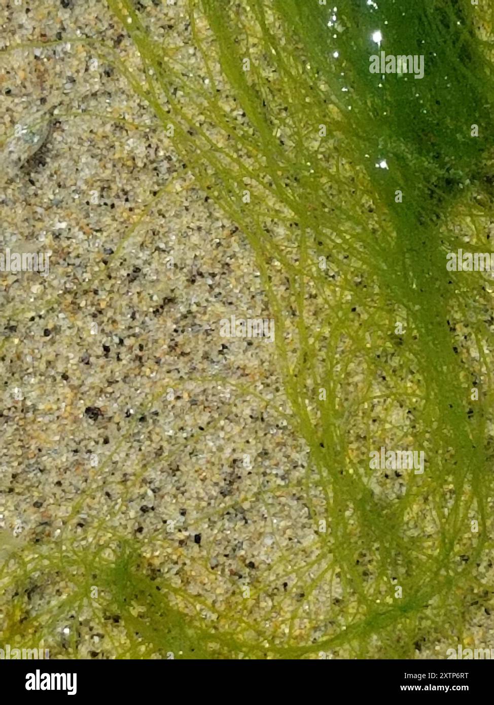 green algae (Chlorophyta) Plantae Stock Photo - Alamy