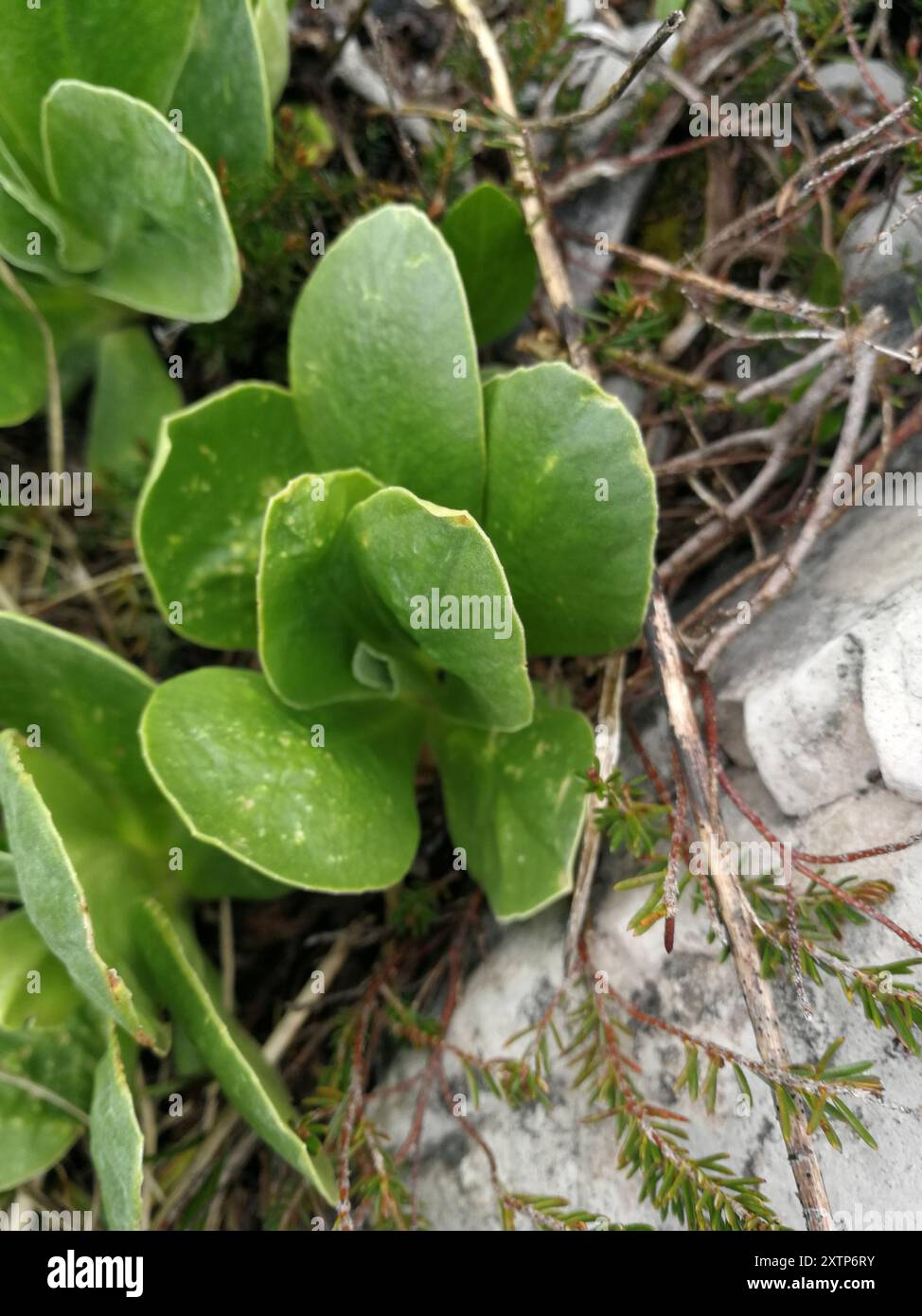 Bear's Ear (Primula auricula) Plantae Stock Photo - Alamy