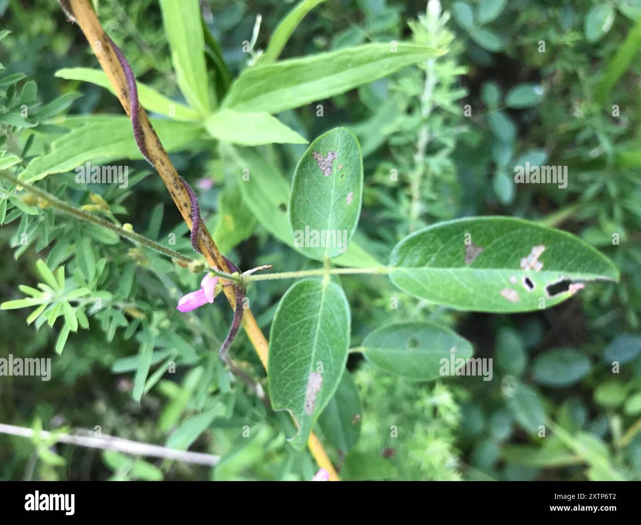 eastern milk-pea (Galactia regularis) Plantae Stock Photo - Alamy