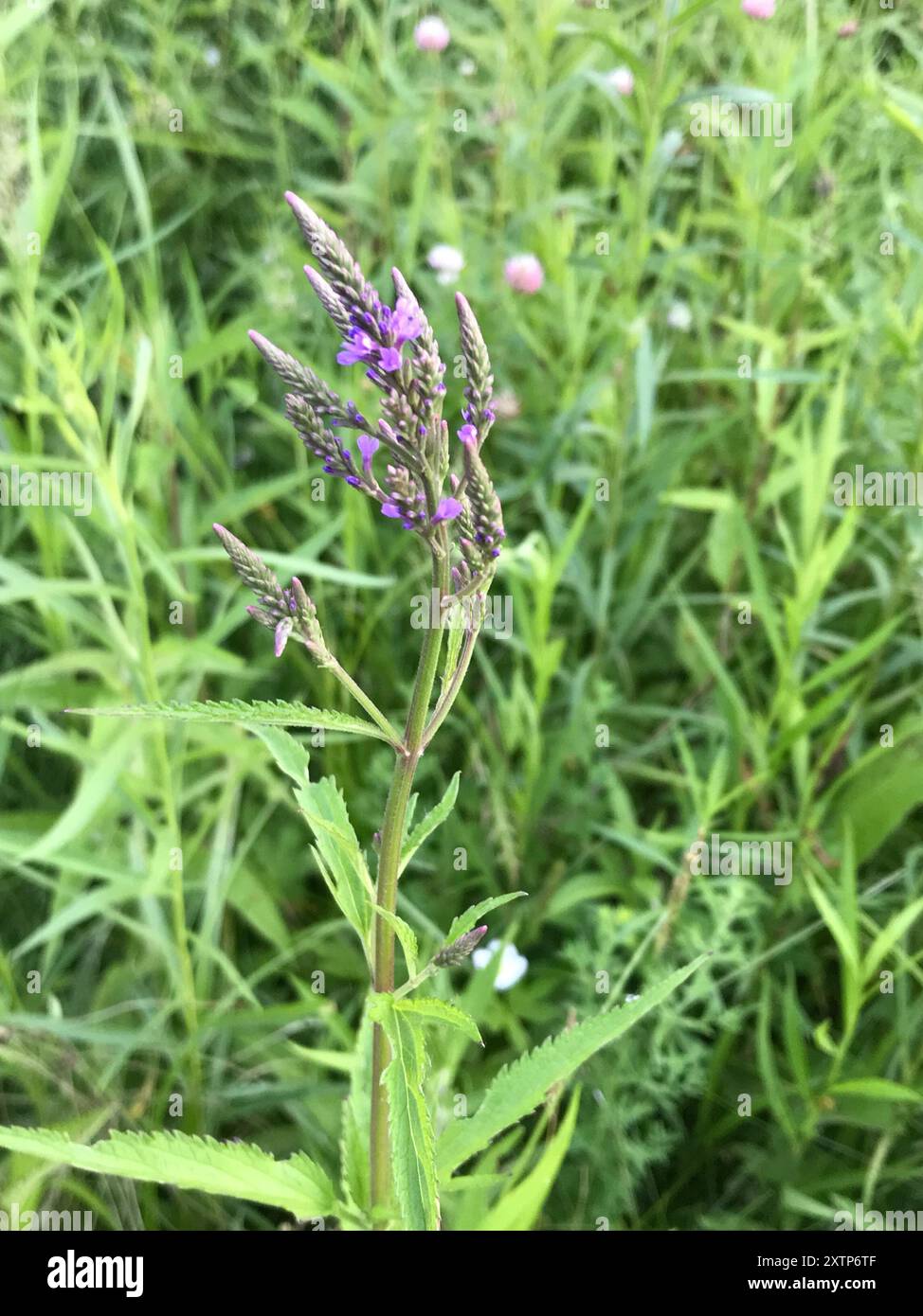 blue vervain (Verbena hastata) Plantae Stock Photo - Alamy