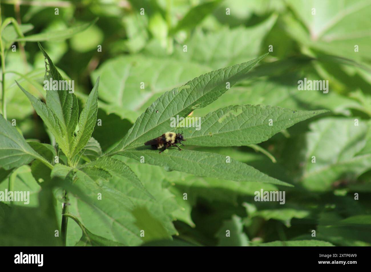 Eastern Yellow-backed Laphria (Laphria thoracica) Insecta Stock Photo ...