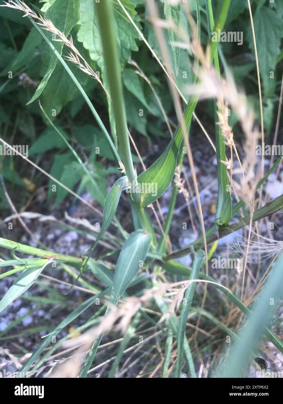 Salsifies (Tragopogon) Plantae Stock Photo - Alamy