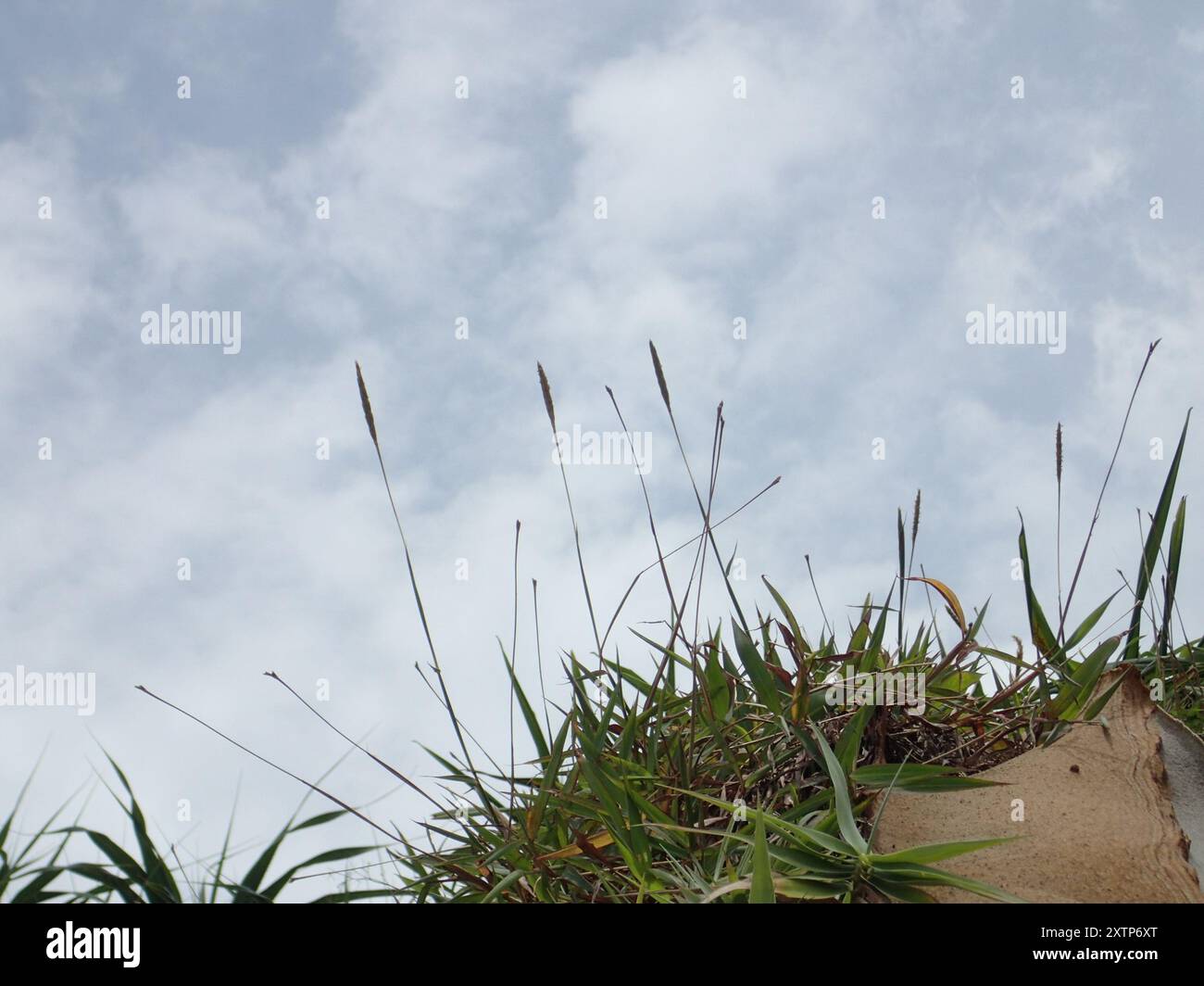 (Ischaemum ciliare) Plantae Stock Photo - Alamy