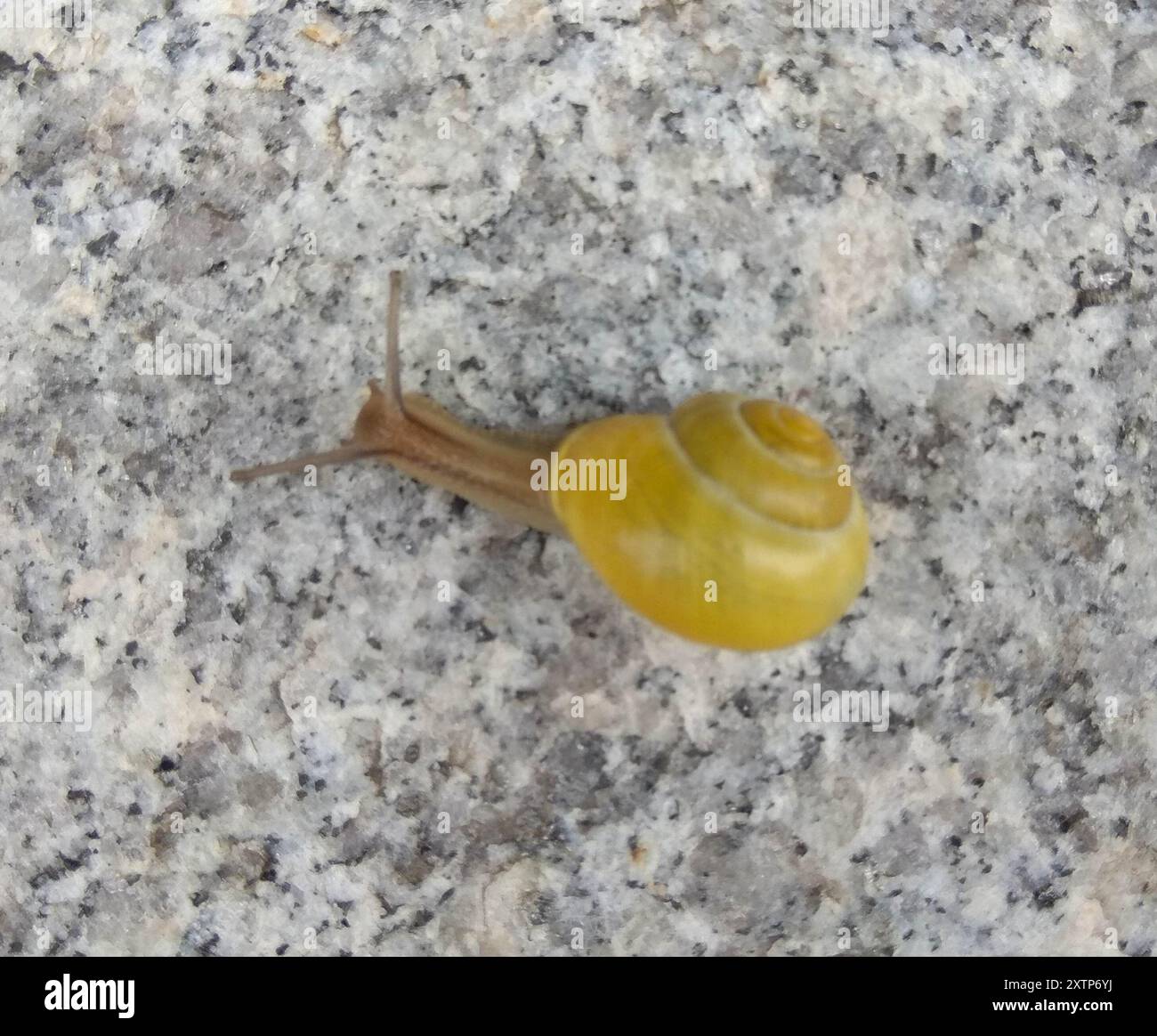 White-lipped Snail (Cepaea hortensis) Mollusca Stock Photo - Alamy