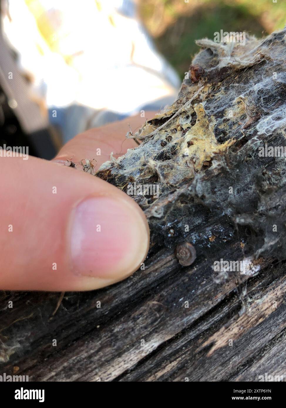 Grass-snails (Vallonia) Mollusca Stock Photo - Alamy