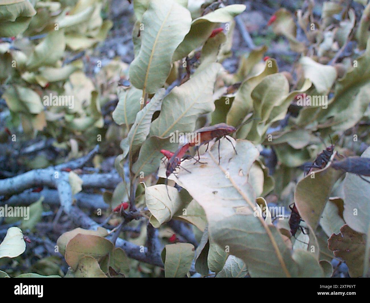 Jacket plum (Pappea capensis) Plantae Stock Photo - Alamy