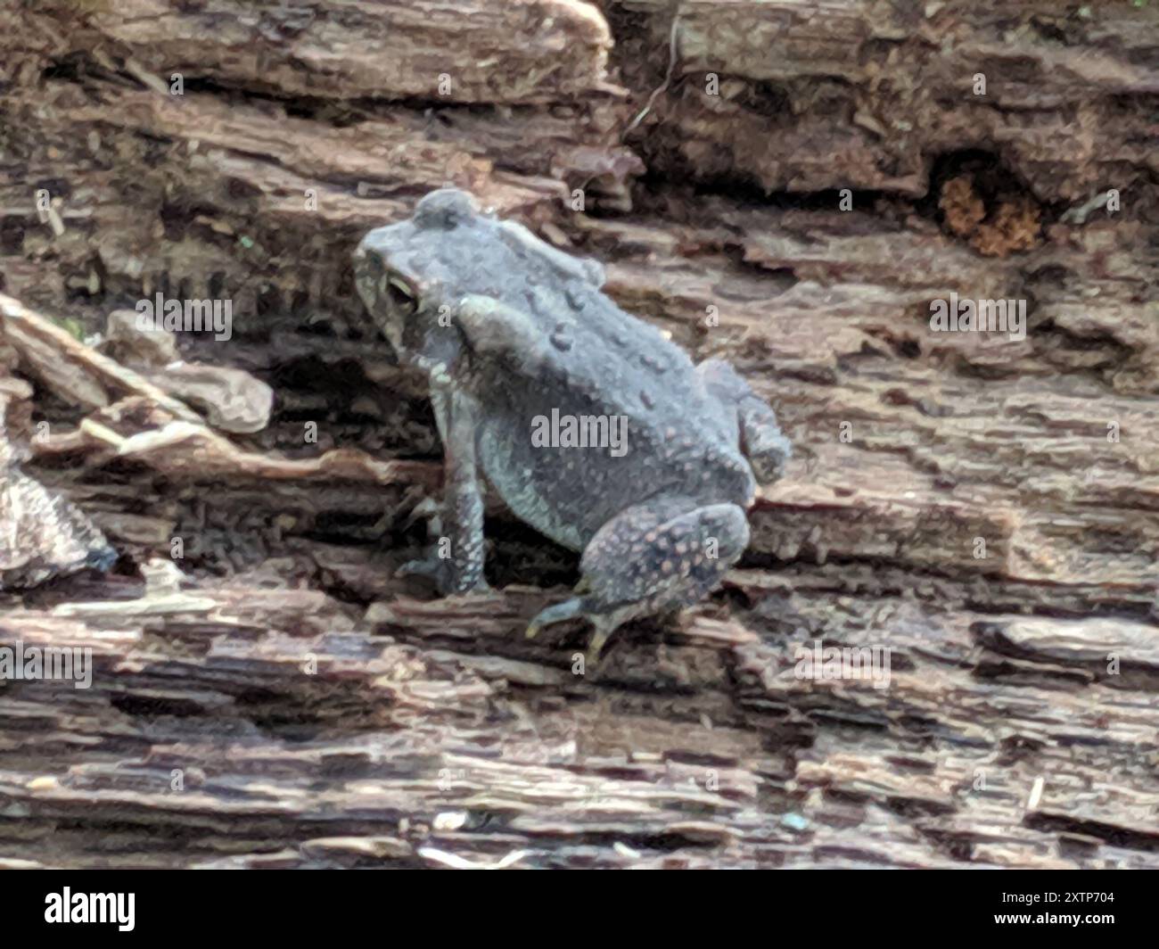 Eastern American Toad (Anaxyrus americanus americanus) Amphibia Stock ...