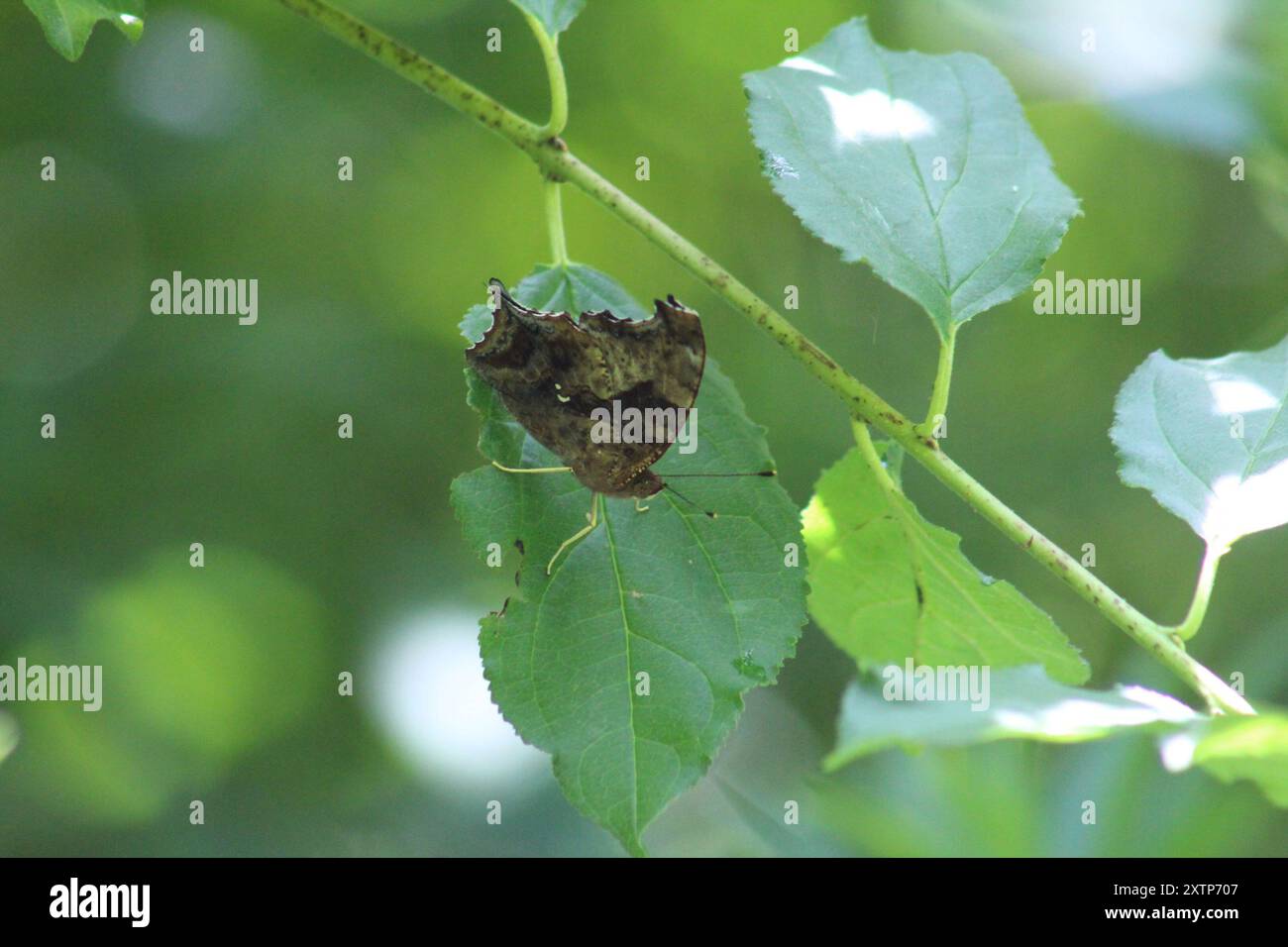 Question Mark (Polygonia interrogationis) Insecta Stock Photo - Alamy