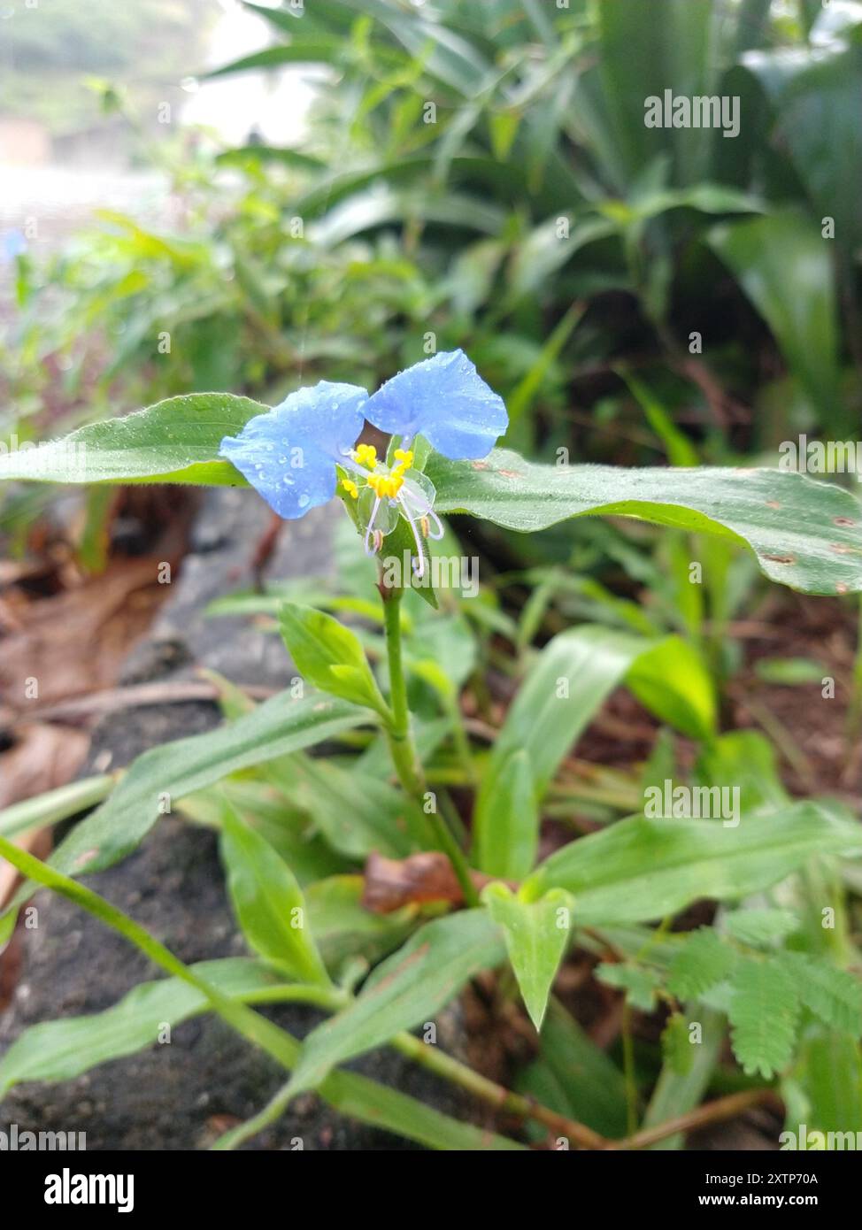 Common Dayflower (Commelina erecta erecta) Plantae Stock Photo - Alamy