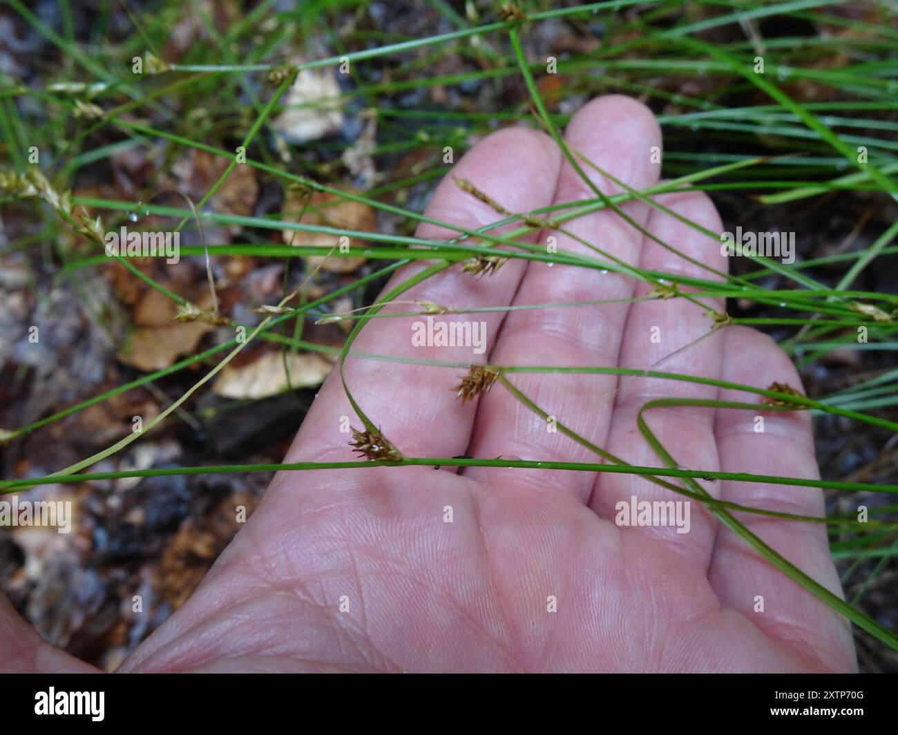 Remote Sedge (Carex remota) Plantae Stock Photo - Alamy