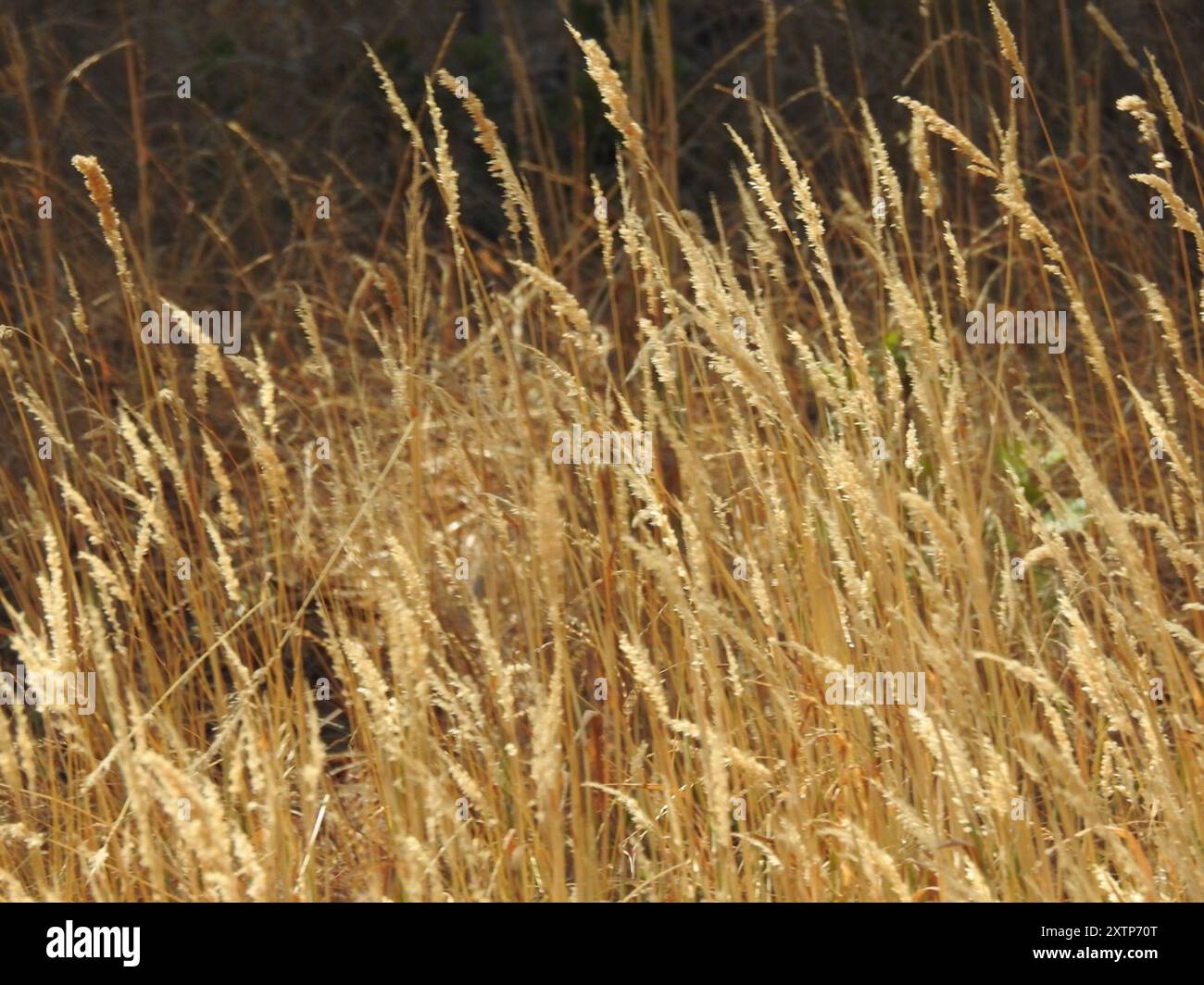grasses (Poaceae) Plantae Stock Photo - Alamy