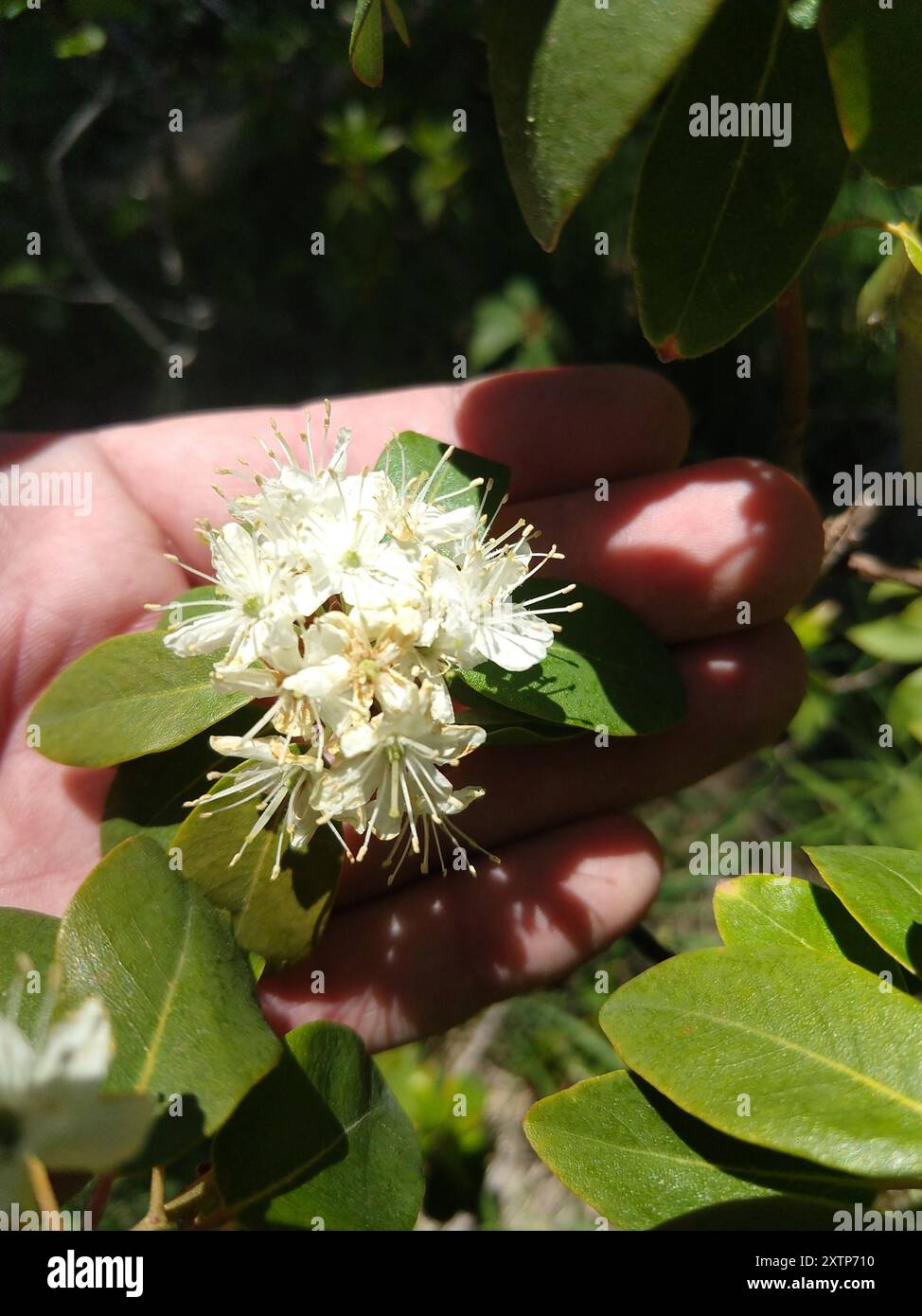 Western Labrador Tea (Rhododendron columbianum) Plantae Stock Photo - Alamy
