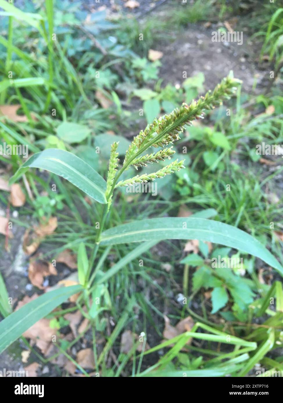 barnyardgrass (Echinochloa crus-galli) Plantae Stock Photo - Alamy