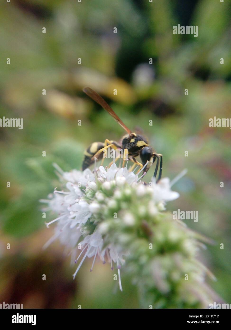 Typical Potter Wasps (Eumenes) Insecta Stock Photo - Alamy