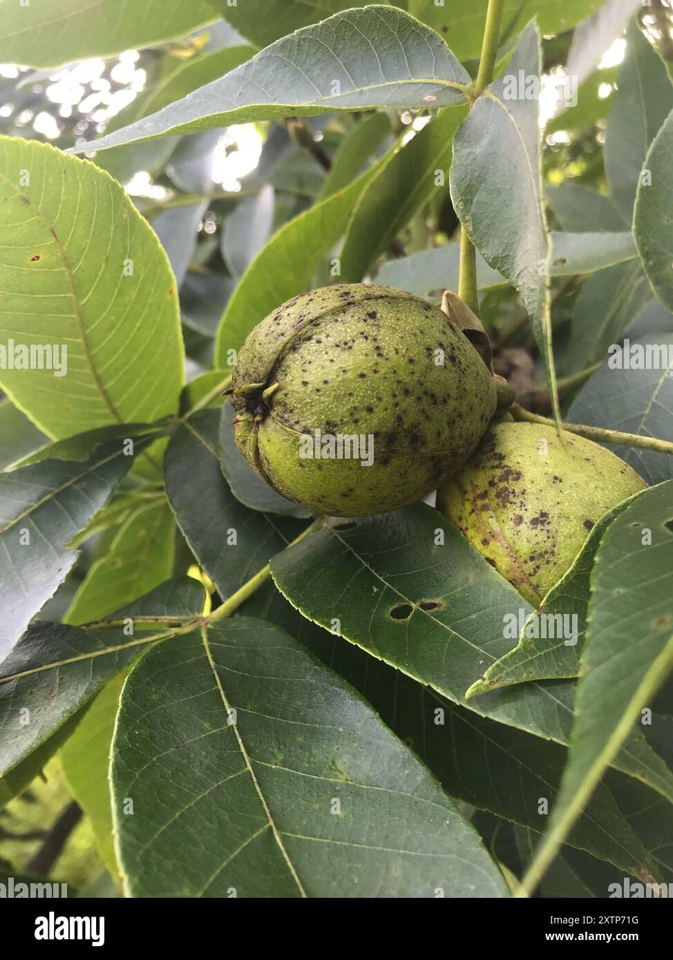 pignut hickory (Carya glabra) Plantae Stock Photo - Alamy