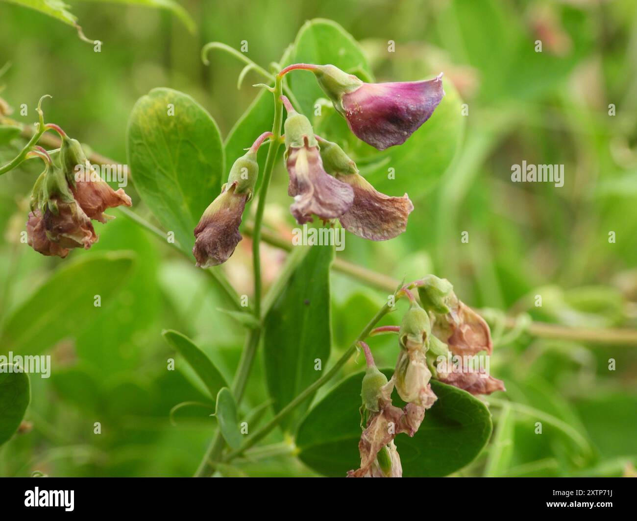 tuberous pea (Lathyrus tuberosus) Plantae Stock Photo - Alamy