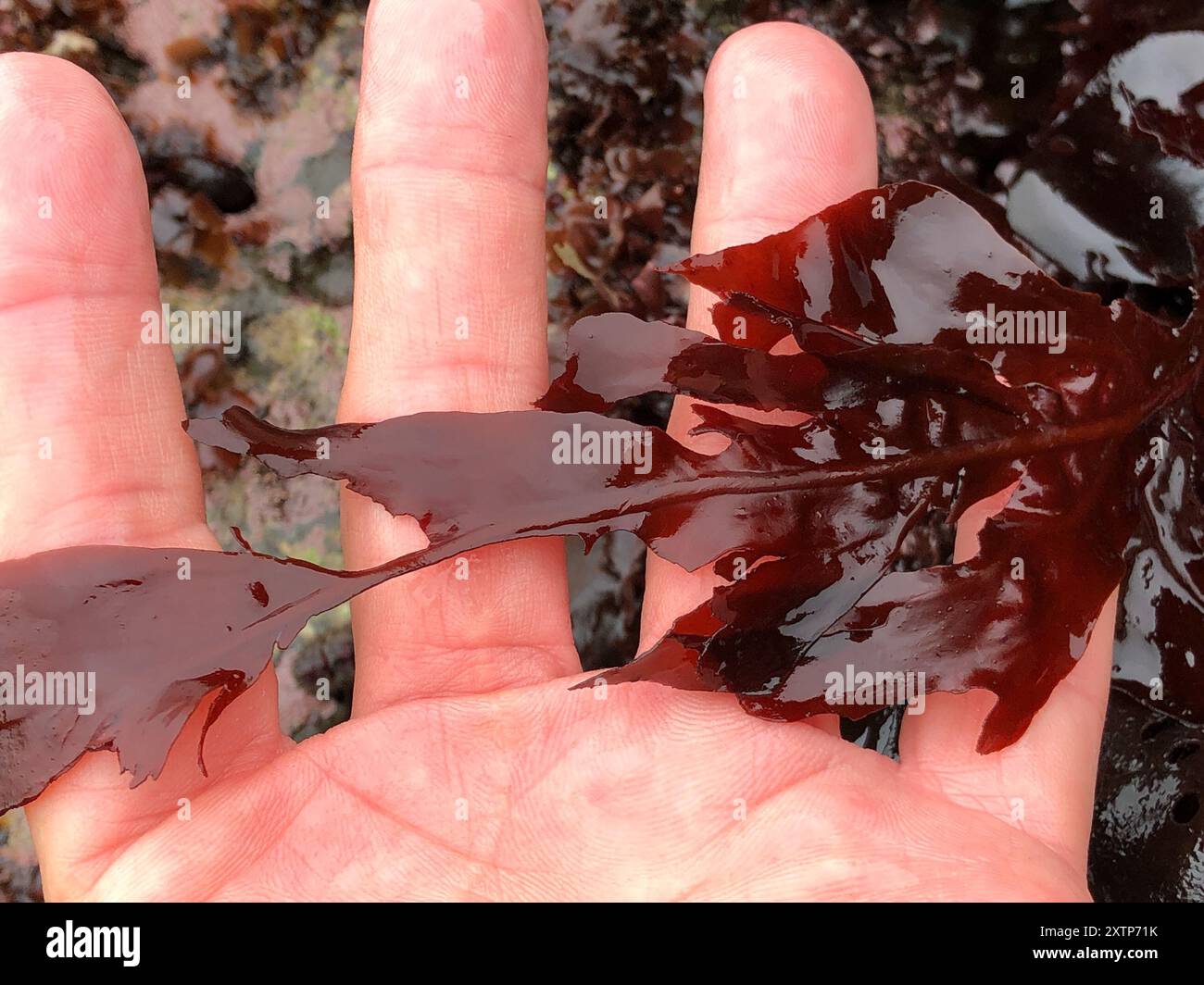 red sea leaf (Erythrophyllum delesserioides) Plantae Stock Photo - Alamy