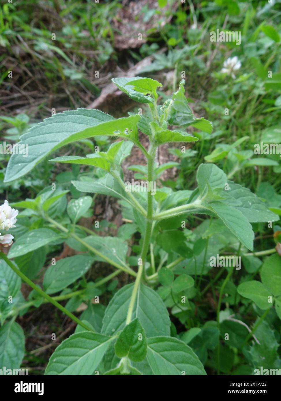 corn mint (Mentha arvensis) Plantae Stock Photo - Alamy