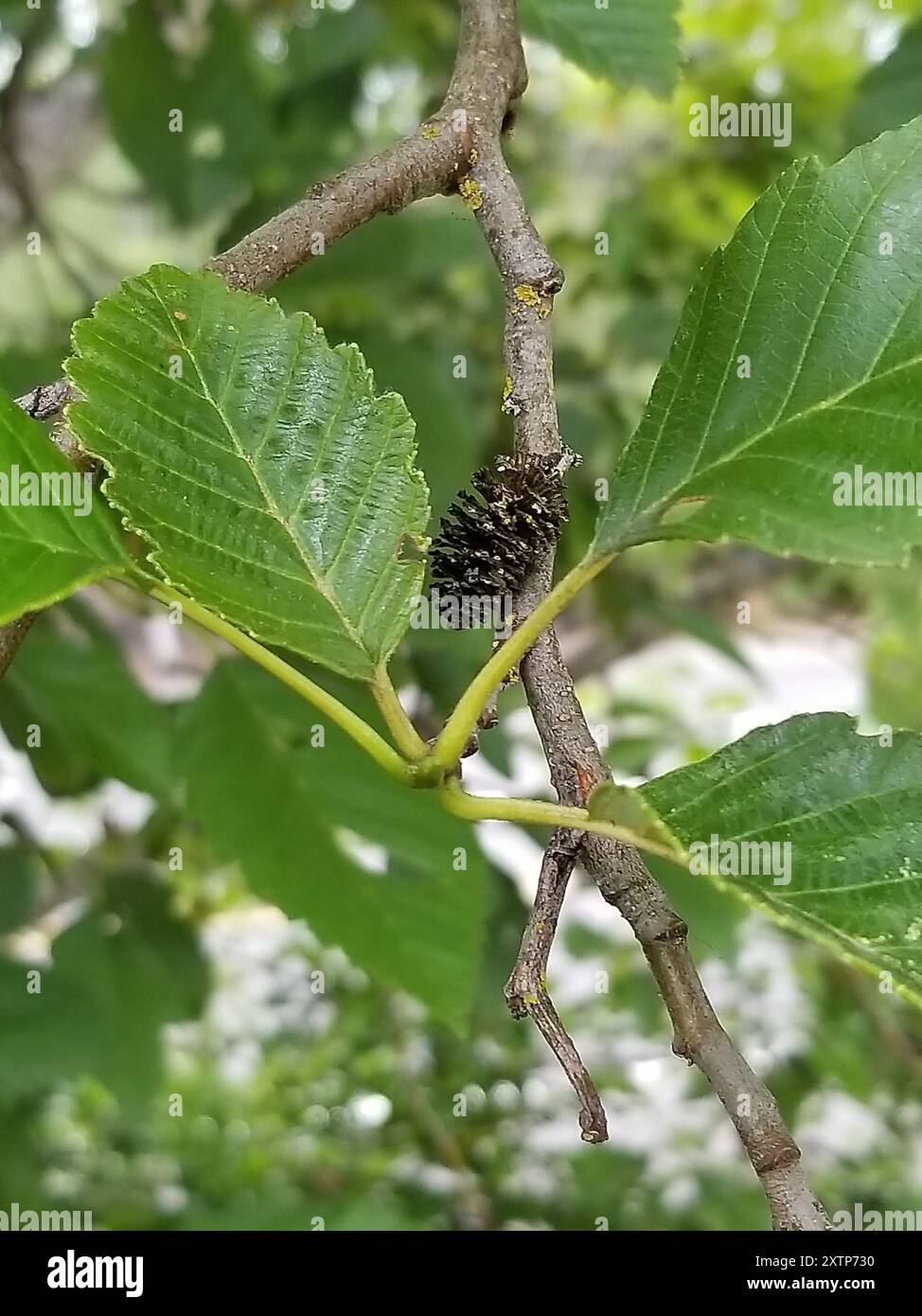 Red Alder (Alnus rubra) Plantae Stock Photo - Alamy