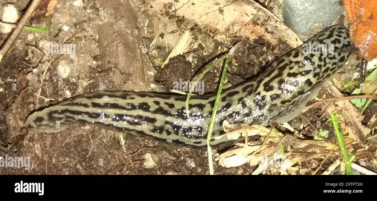 Leopard Slug (Limax maximus) Mollusca Stock Photo - Alamy