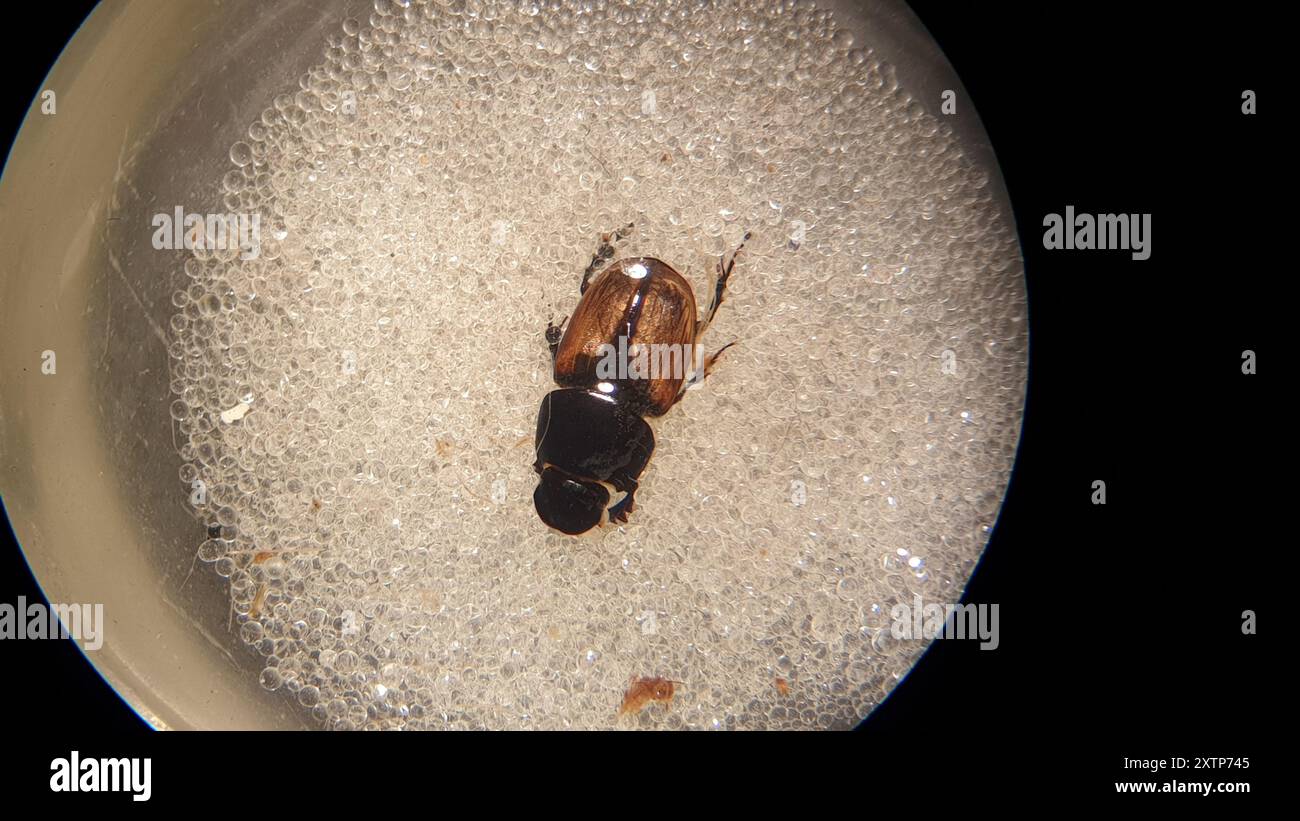 (Colobopterus erraticus) Insecta Stock Photo - Alamy