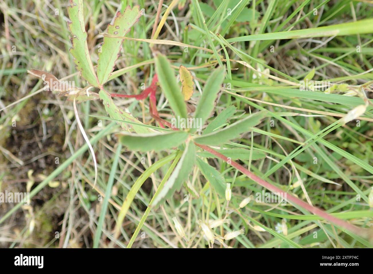 marsh cinquefoil (Comarum palustre) Plantae Stock Photo - Alamy