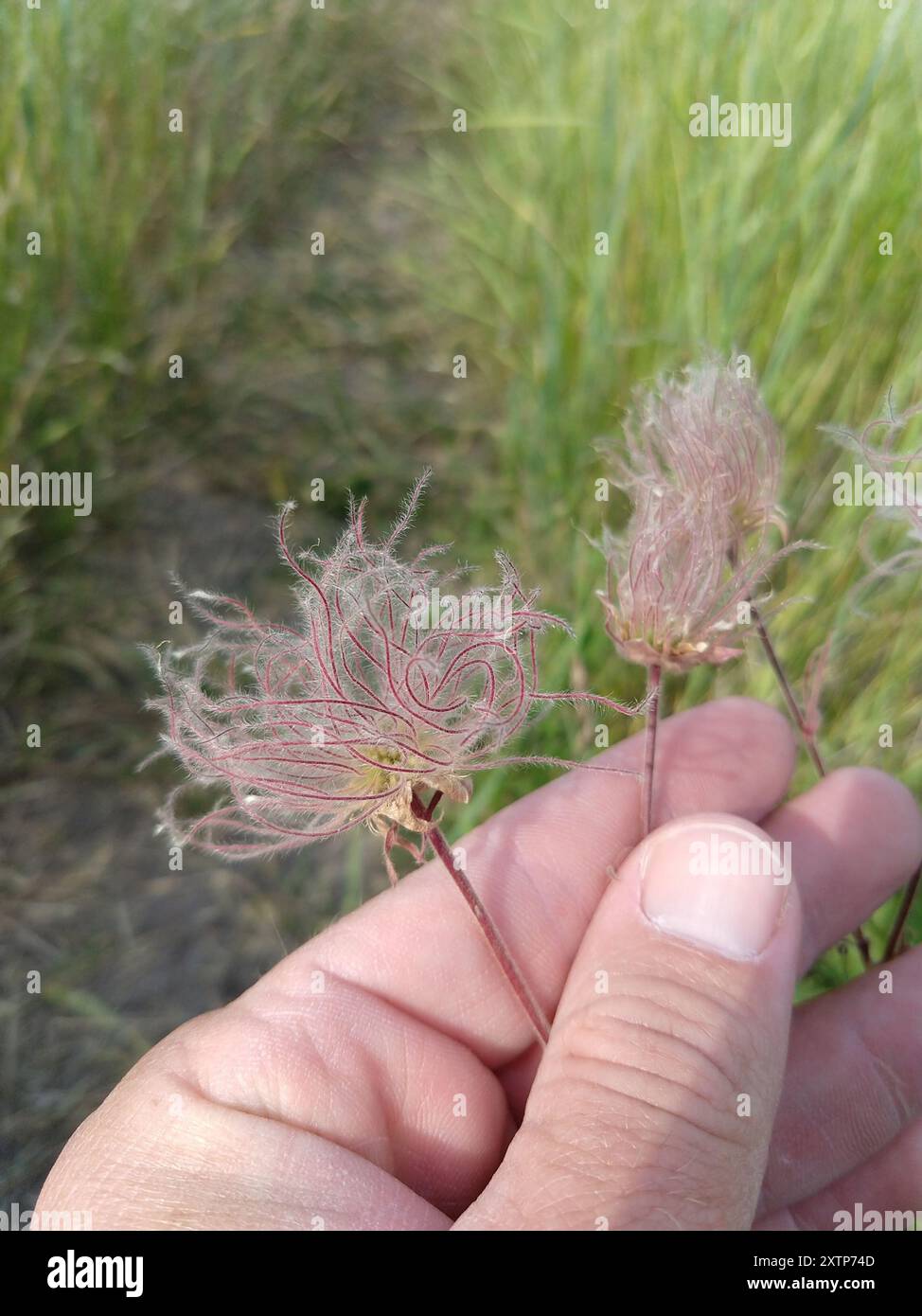 prairie smoke (Geum triflorum) Plantae Stock Photo - Alamy