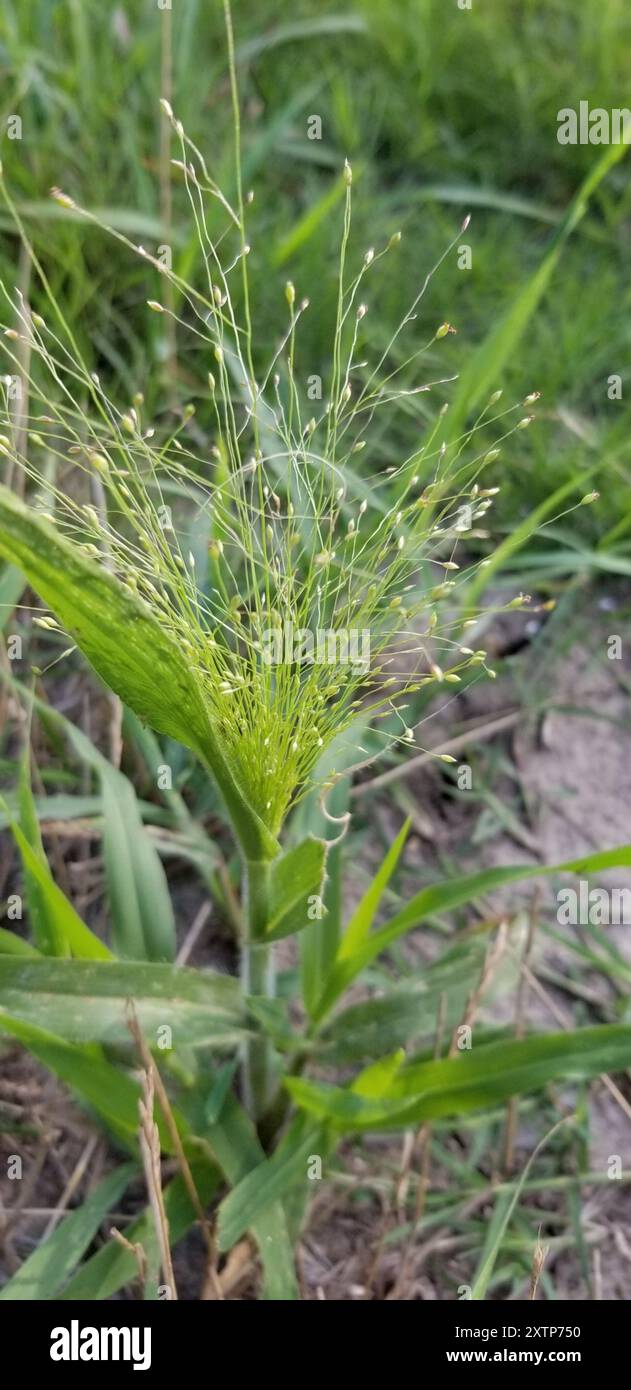 witch grass (Panicum capillare) Plantae Stock Photo - Alamy