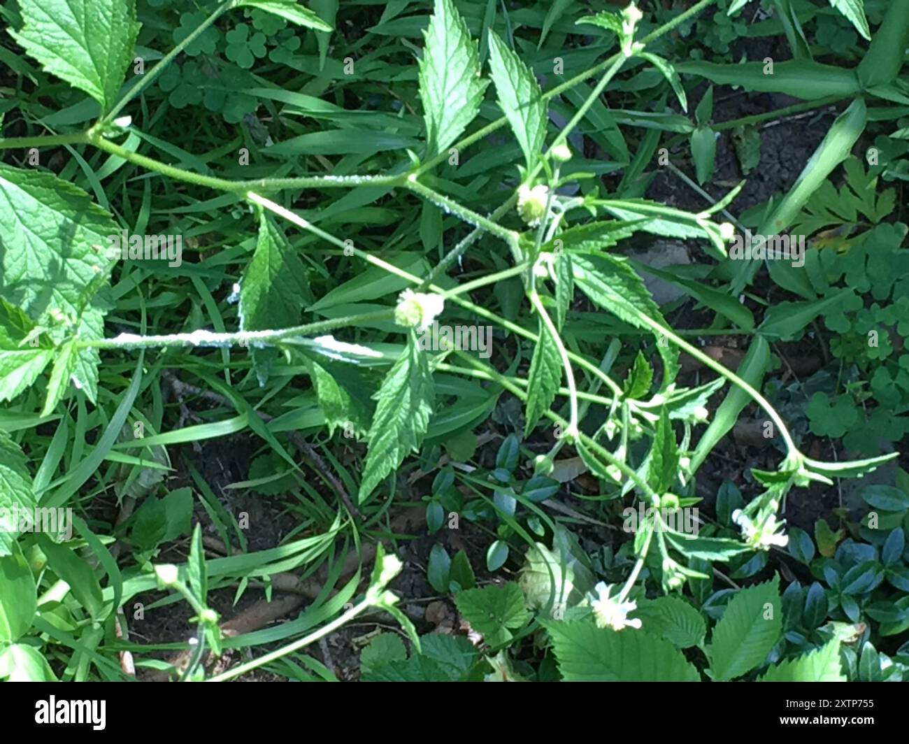 white avens (Geum canadense) Plantae Stock Photo - Alamy