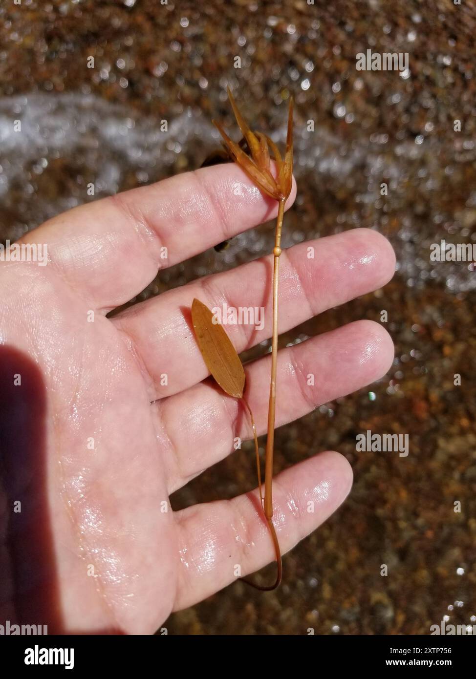floating-leaved pondweed (Potamogeton natans) Plantae Stock Photo - Alamy