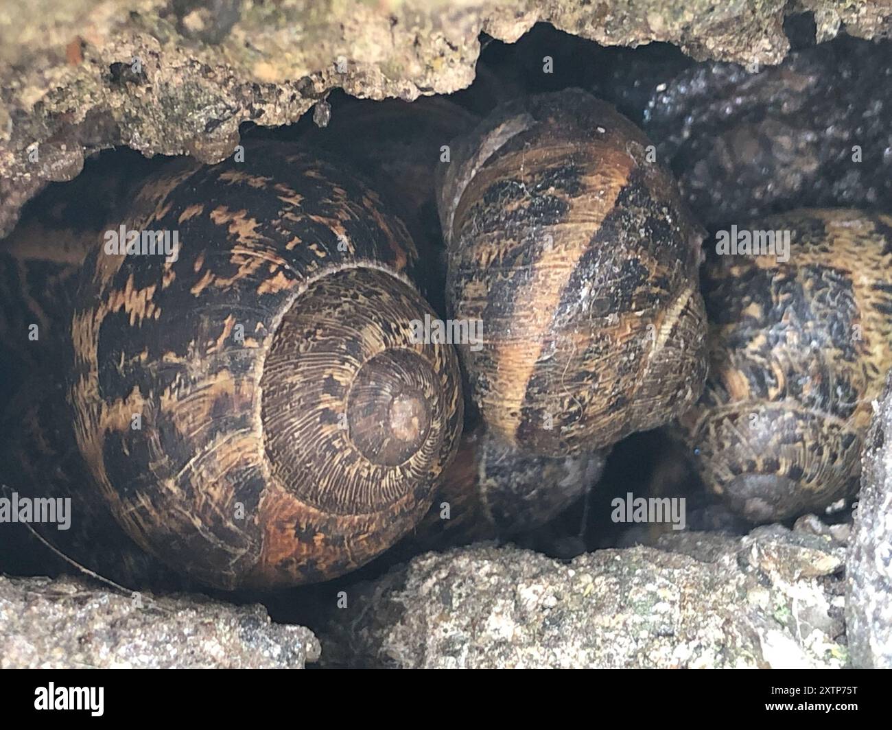 Garden Snail (Cornu aspersum) Mollusca Stock Photo - Alamy