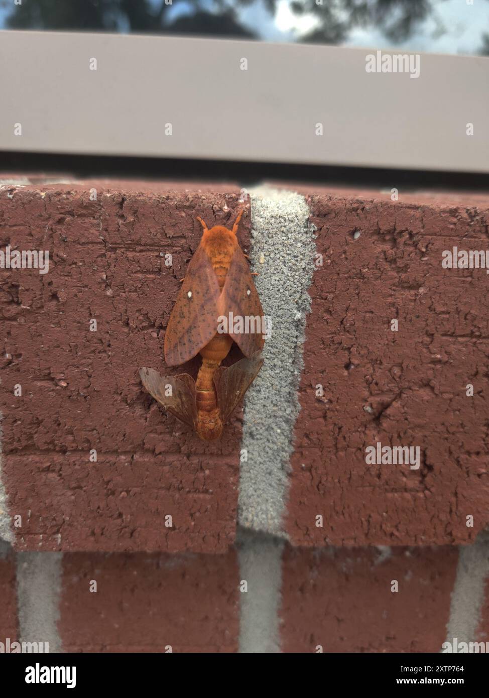 Oakworm moth hi-res stock photography and images - Alamy