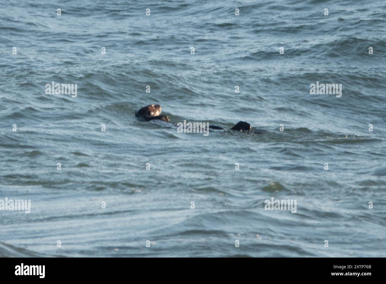 Sea Otter (Enhydra lutris) Mammalia Stock Photo - Alamy