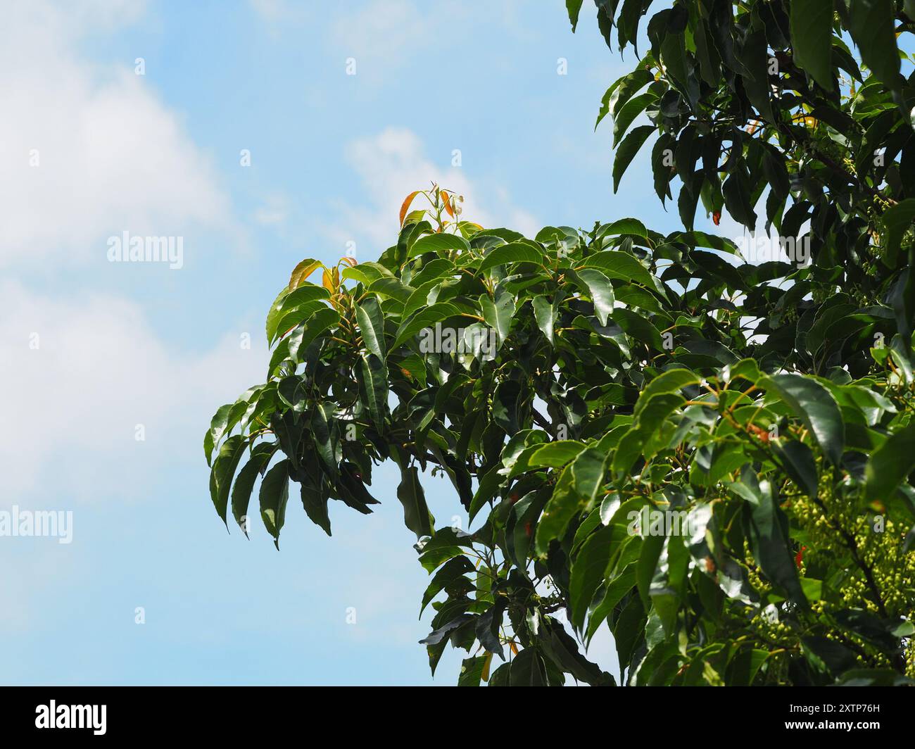 Ceylon olive (Elaeocarpus serratus) Plantae Stock Photo - Alamy