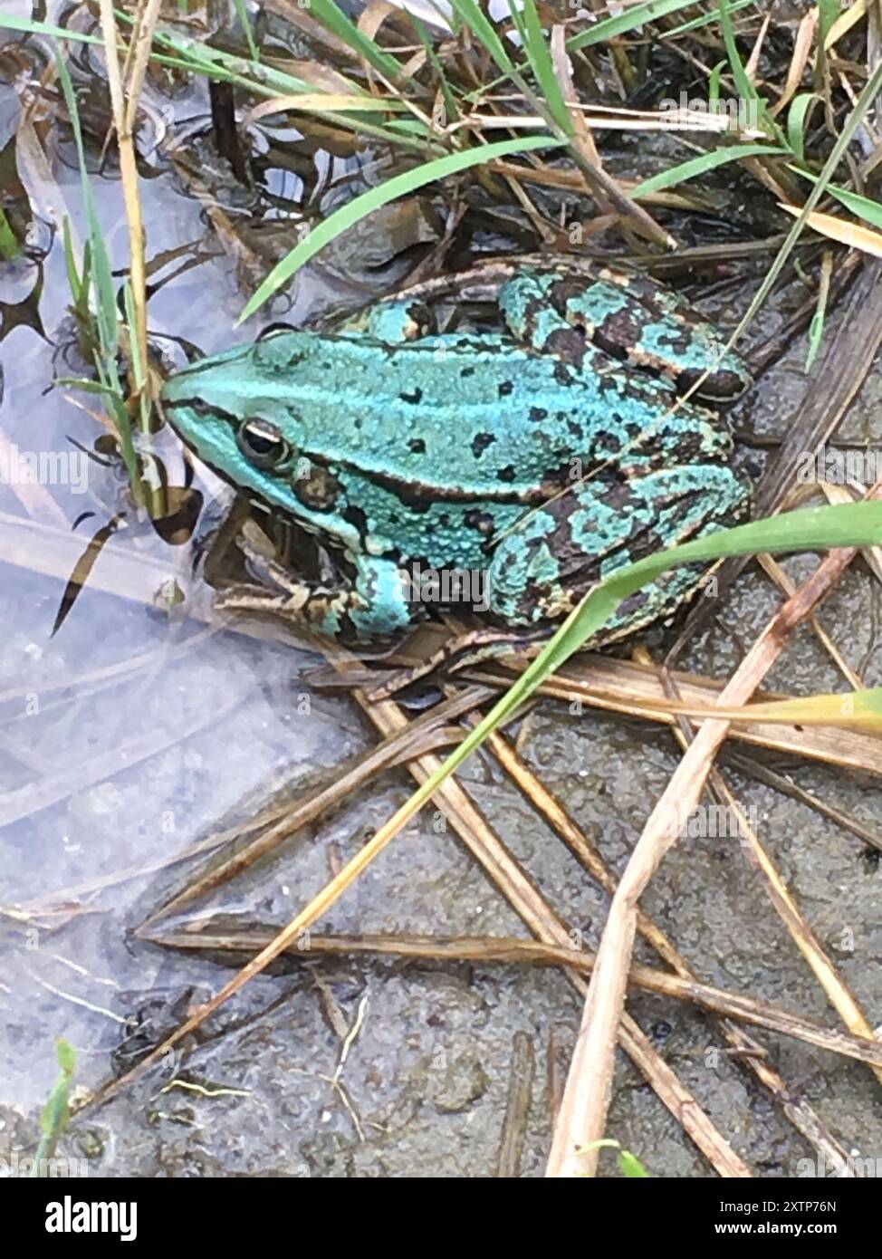 Water Frogs (Pelophylax) Amphibia Stock Photo - Alamy