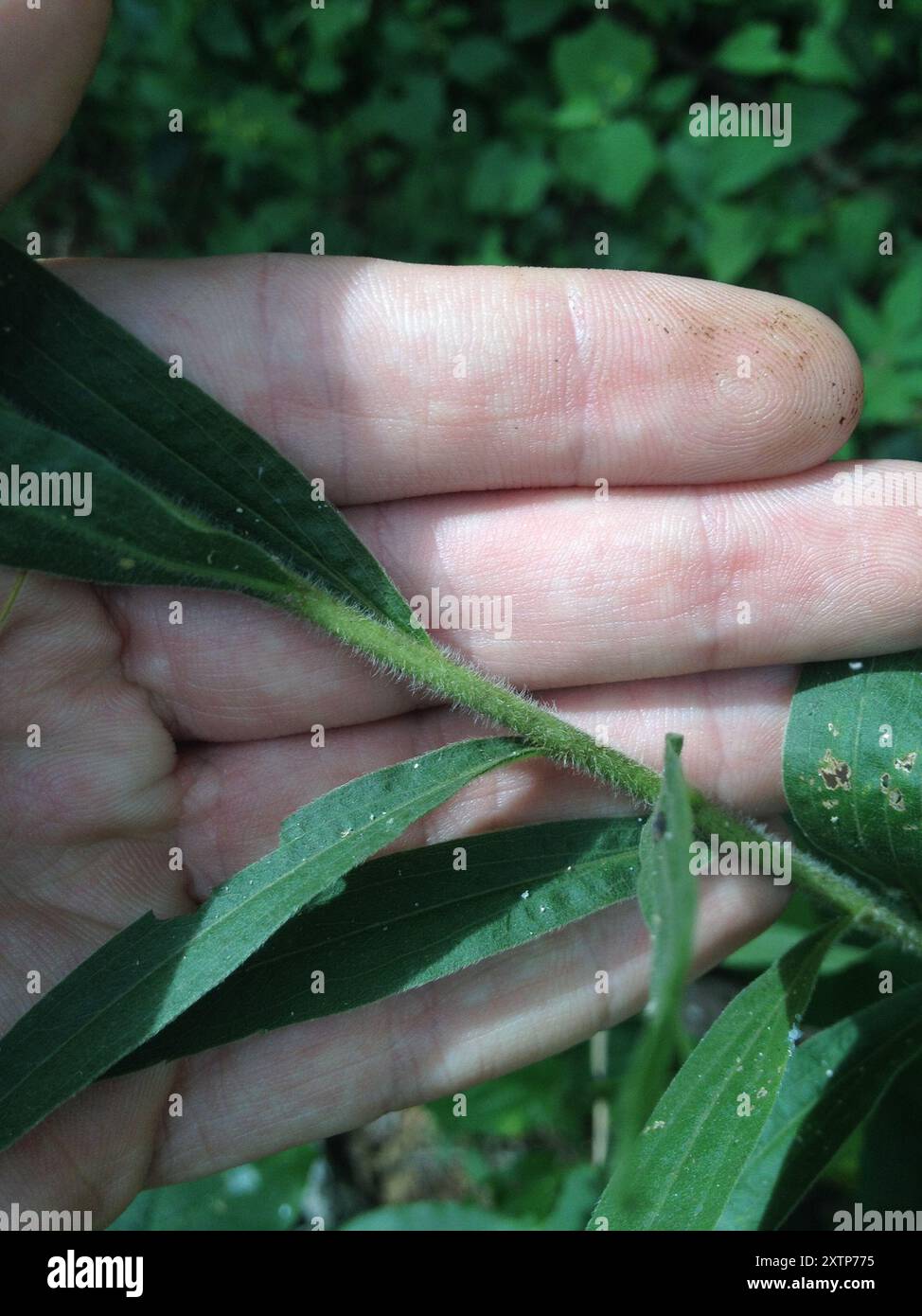 Microglossa hi-res stock photography and images - Alamy