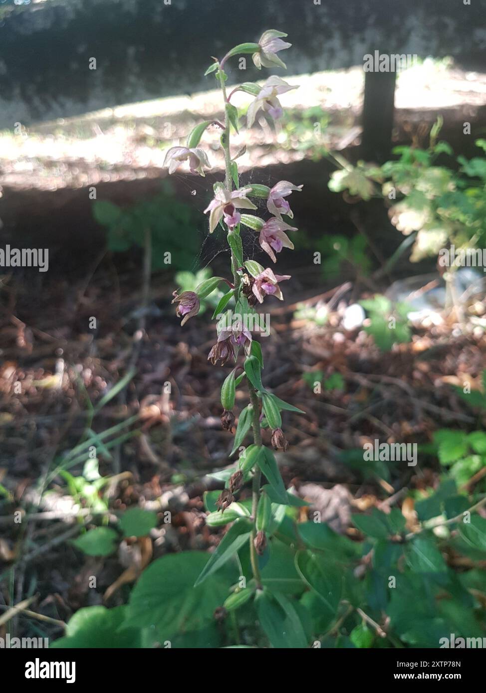Broad-leaved helleborine (Epipactis helleborine) Plantae Stock Photo ...