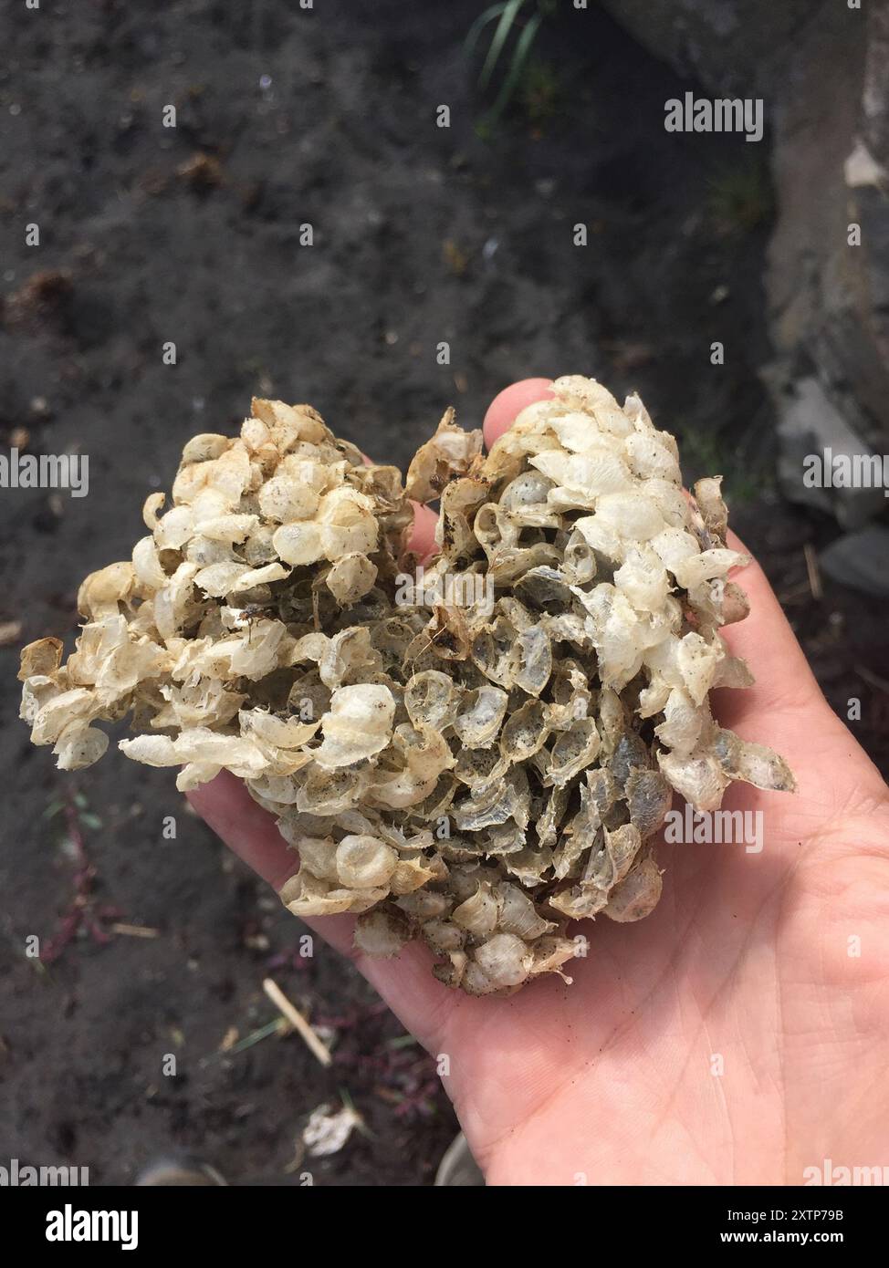 True whelks hi-res stock photography and images - Alamy